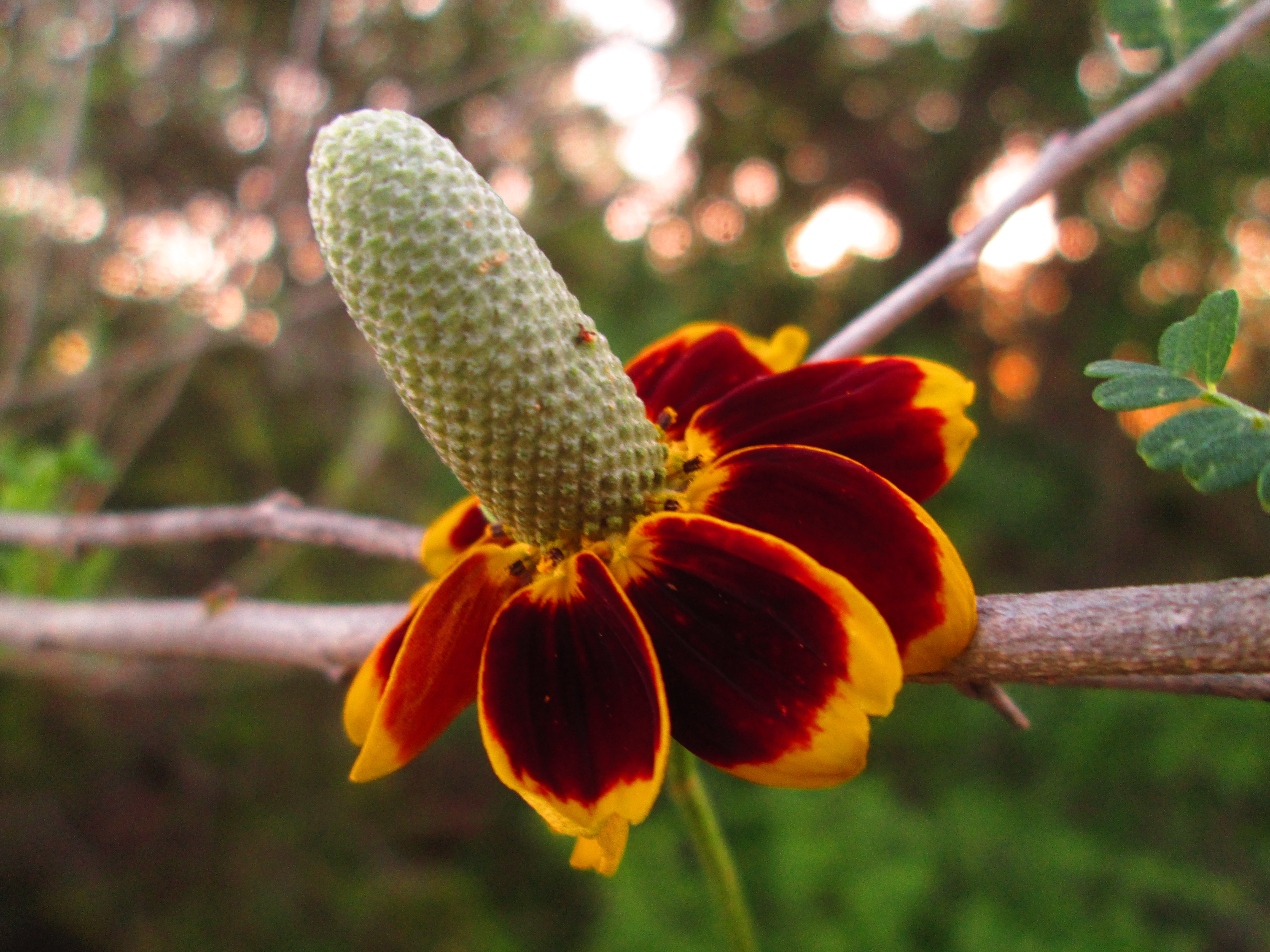 mexican hat flower by Zachary