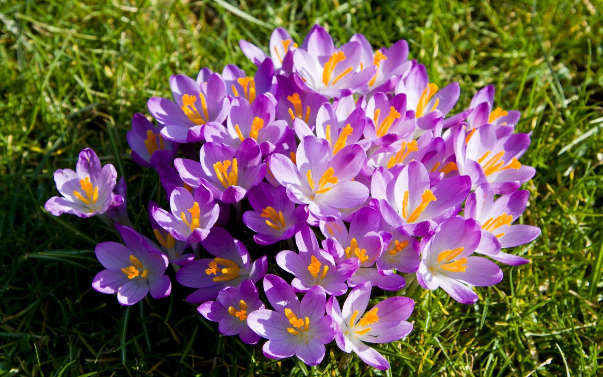 Crocus HD Wallpaper