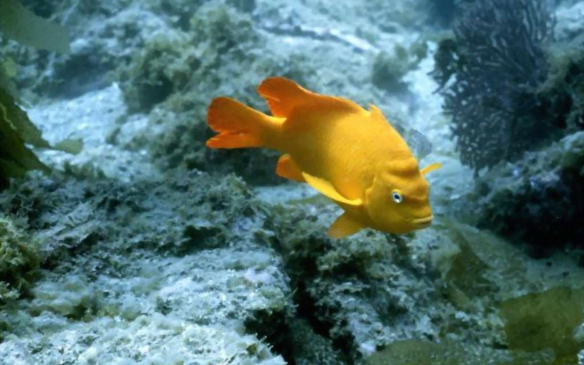 Download Animal Fish HD Wallpaper | 1920x1200 | Wallpaper Abyss