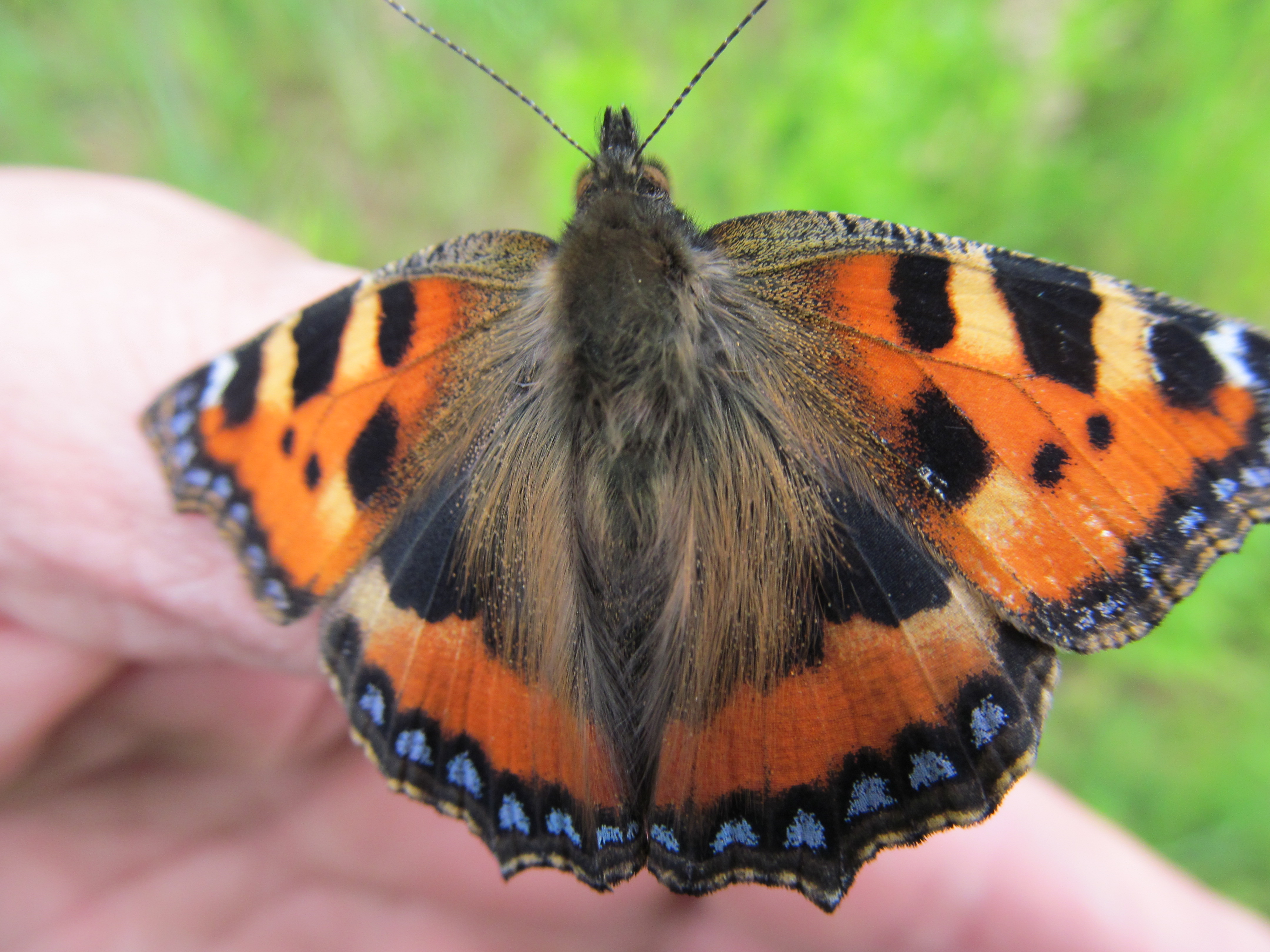 metulj by AlphaSystem