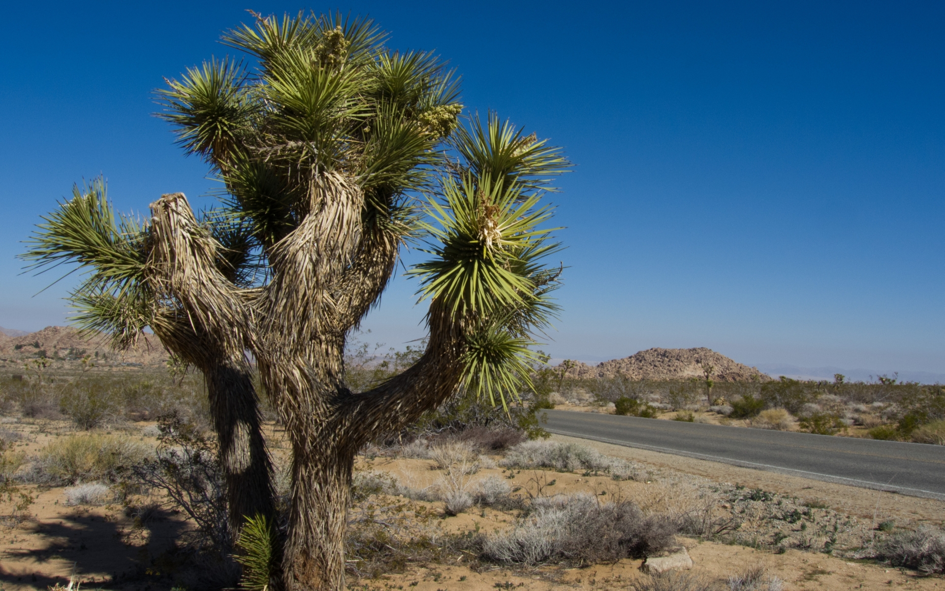 Download Nature Joshua Tree National Park HD Wallpaper