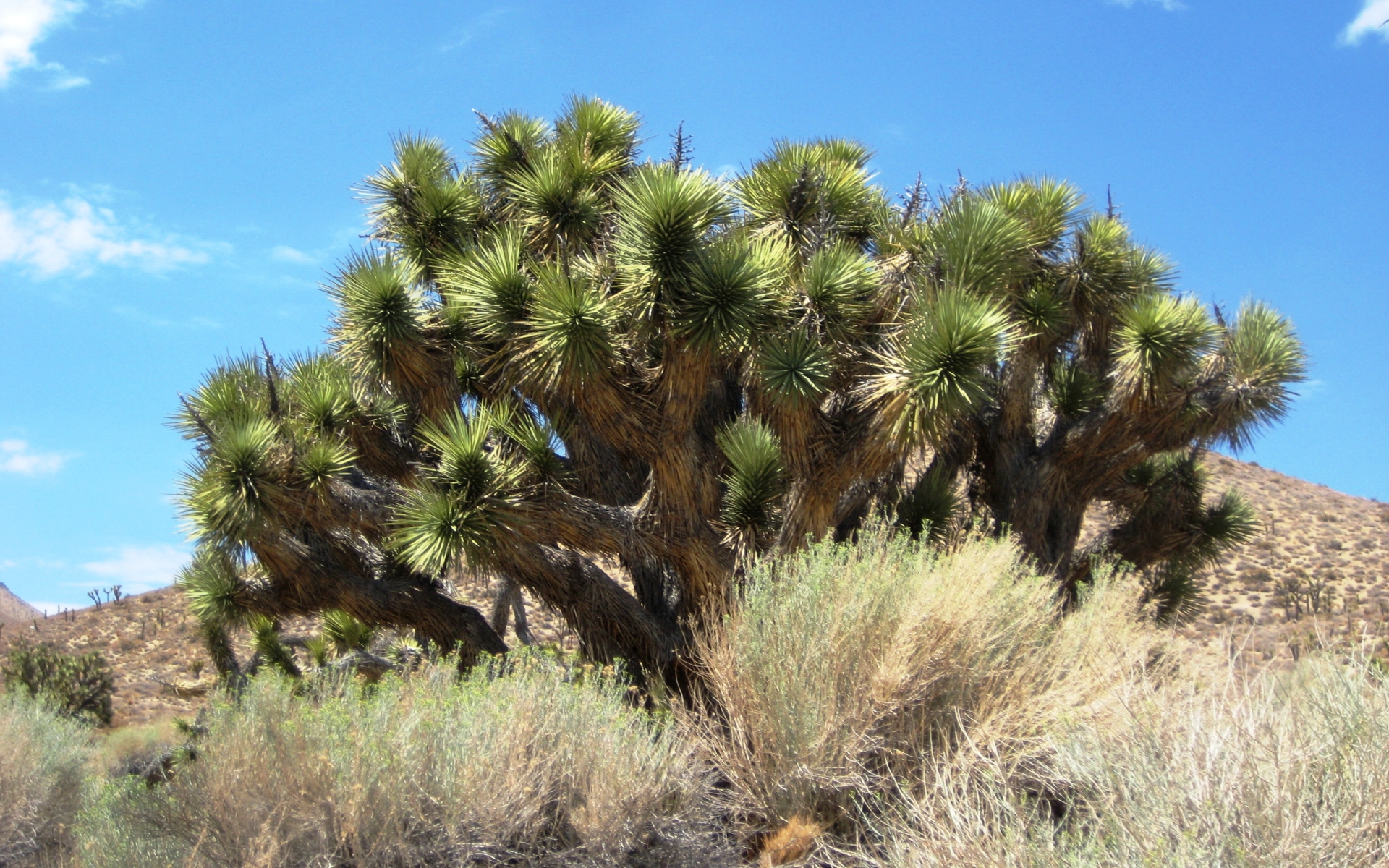 Download Nature Joshua Tree National Park HD Wallpaper