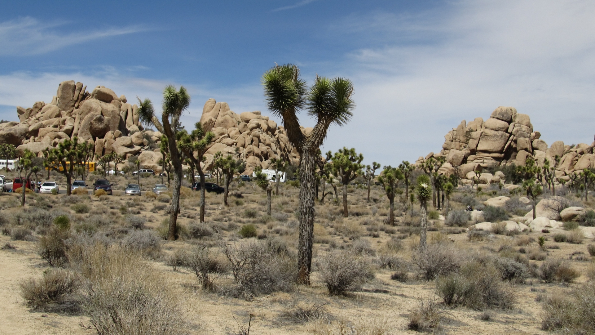 Joshua Tree National Park HD Wallpaper