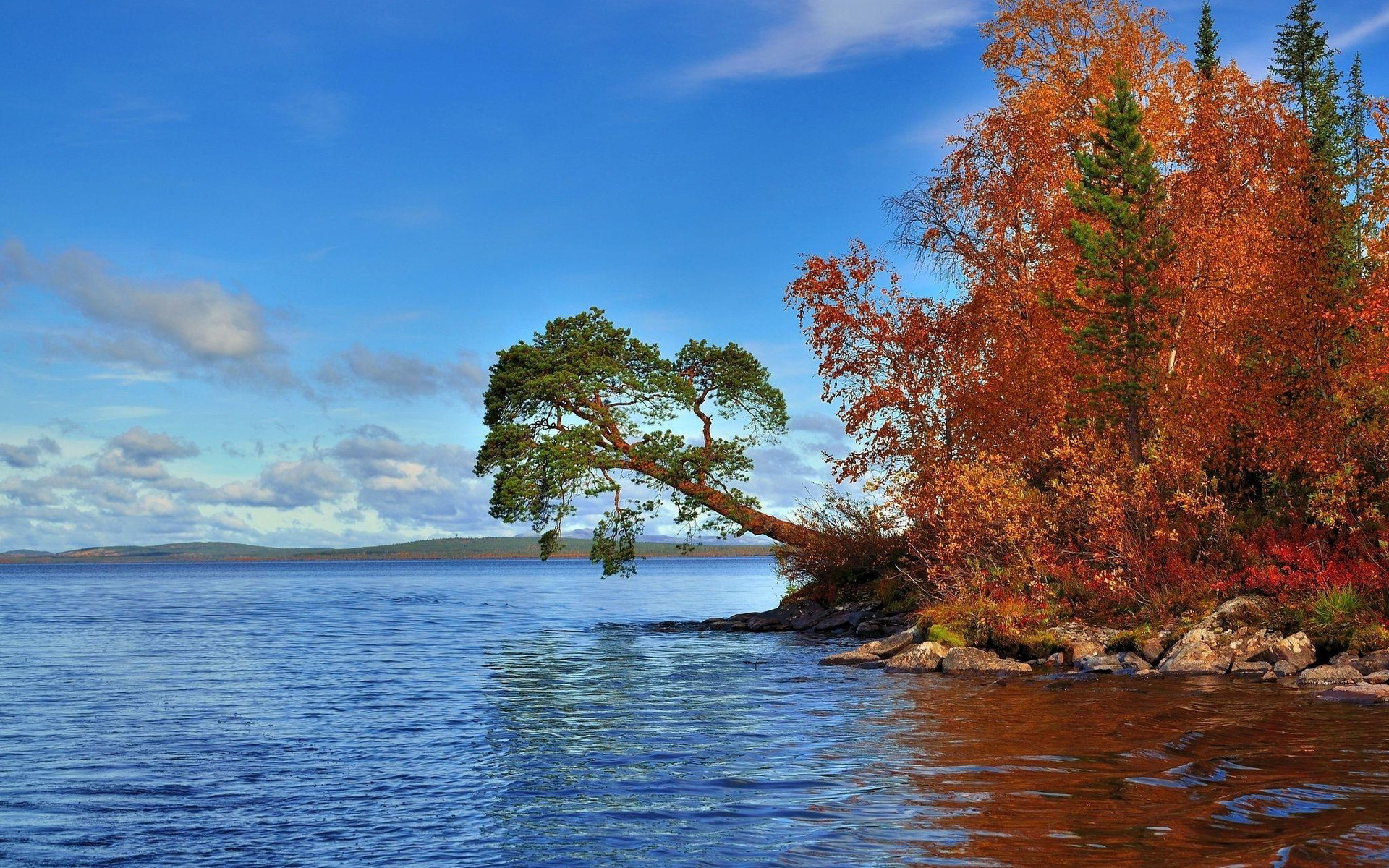 Tranquil Lakeside Tree - Stunning Nature HD Wallpaper