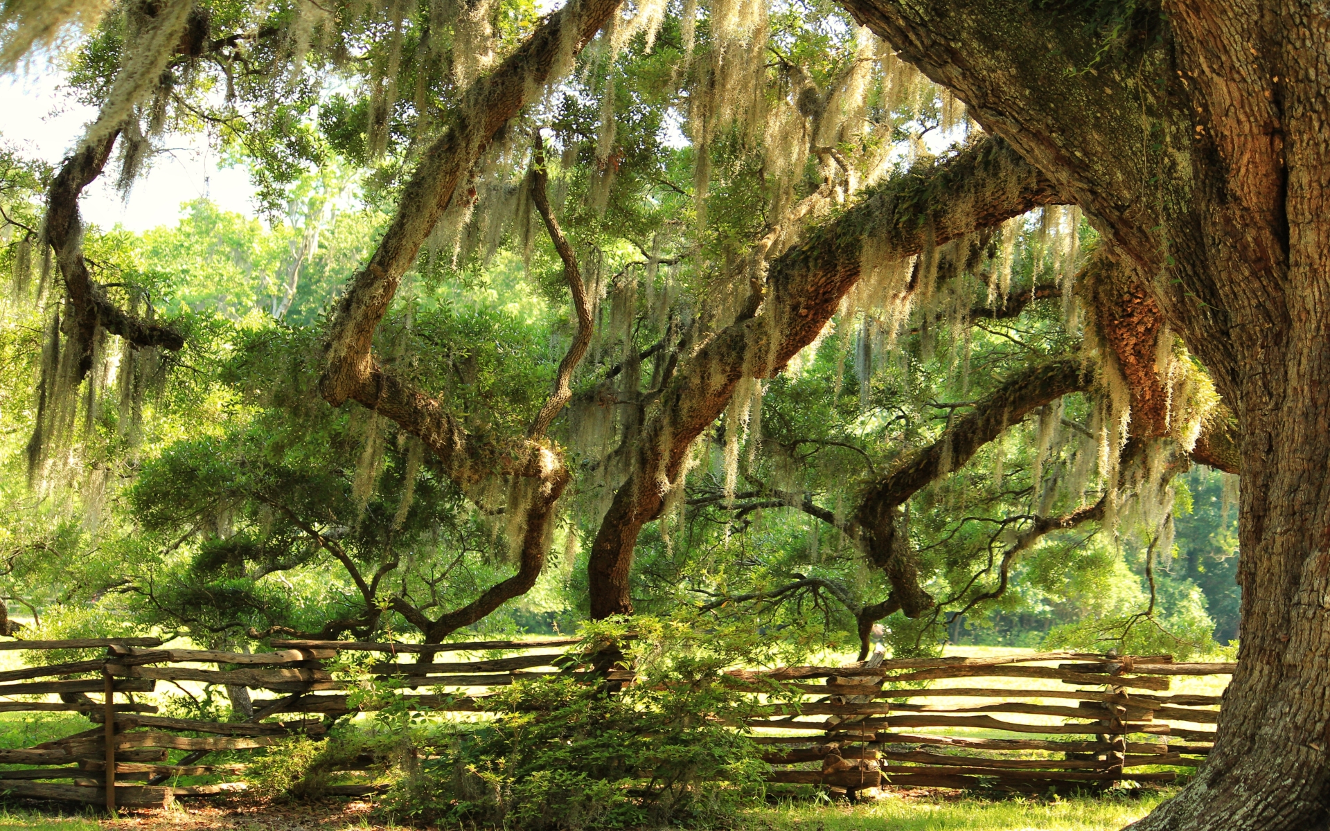 Nature Twisted Tree HD Wallpaper