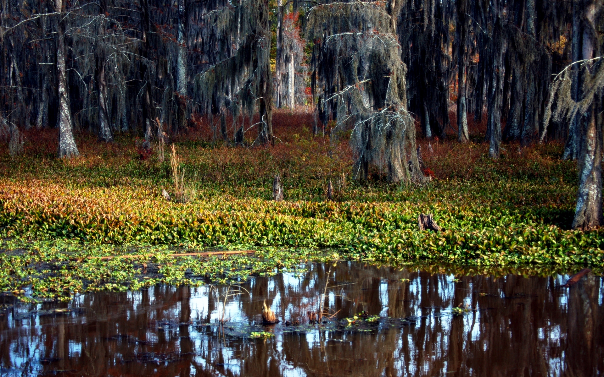 Download Nature Swamp HD Wallpaper