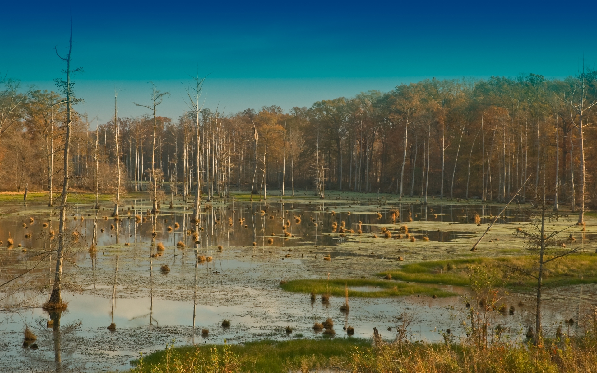 Swamp HD Wallpaper