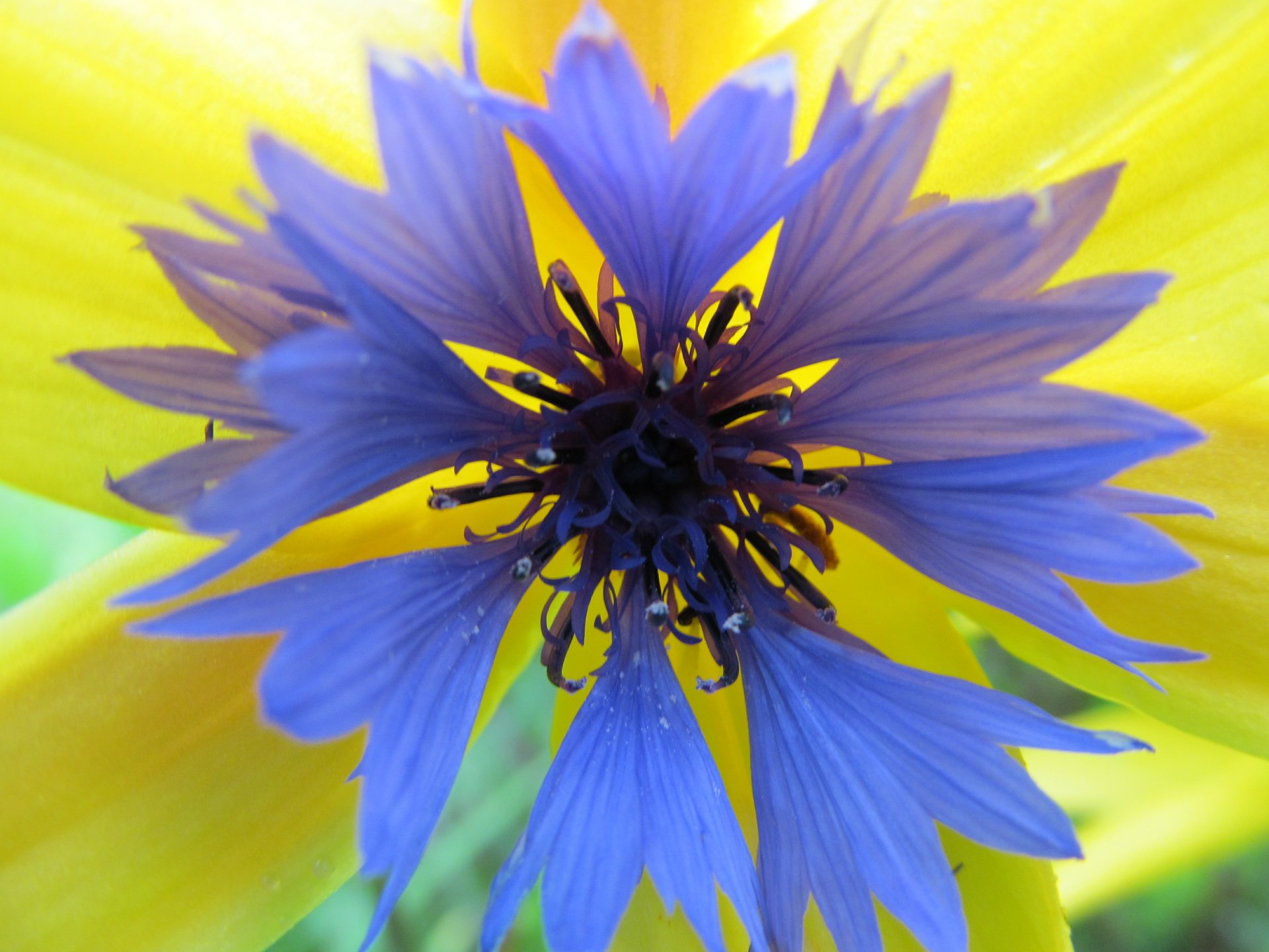 plavica by AlphaSystem