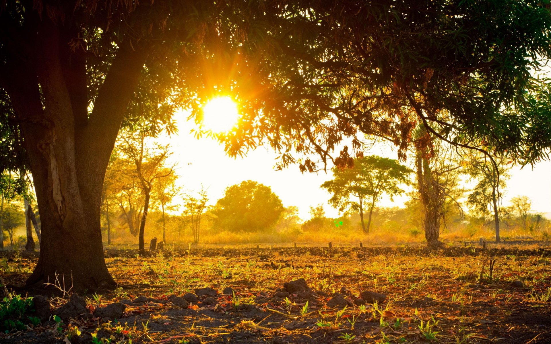 Nature Sunbeam HD Wallpaper