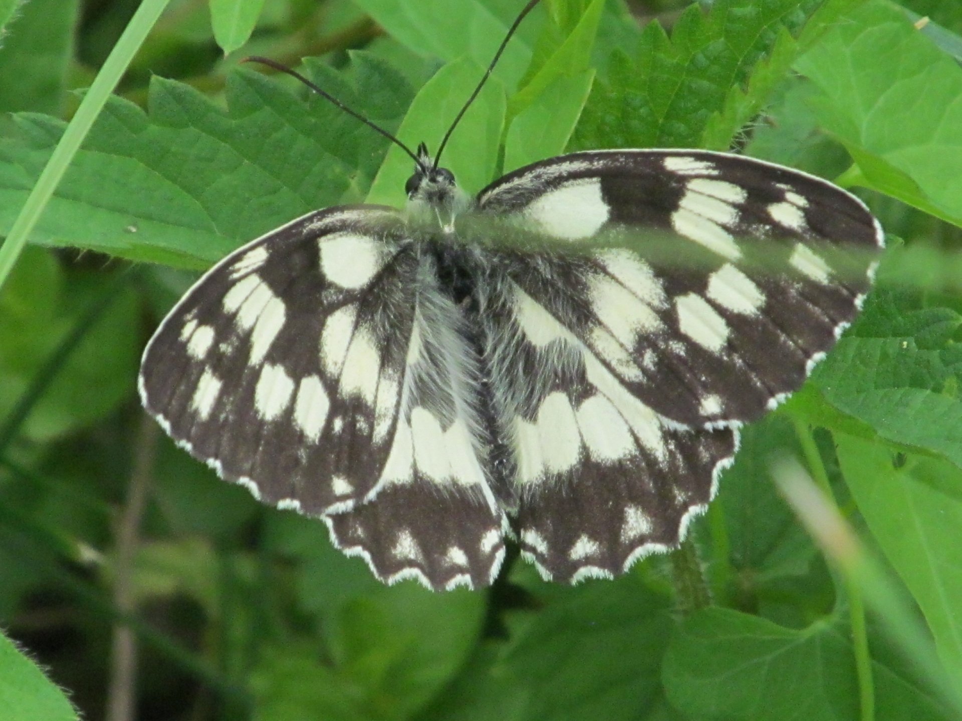 metulj by AlphaSystem