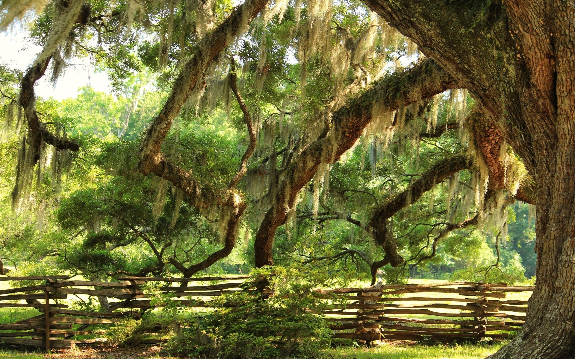 Nature Twisted Tree HD Wallpaper