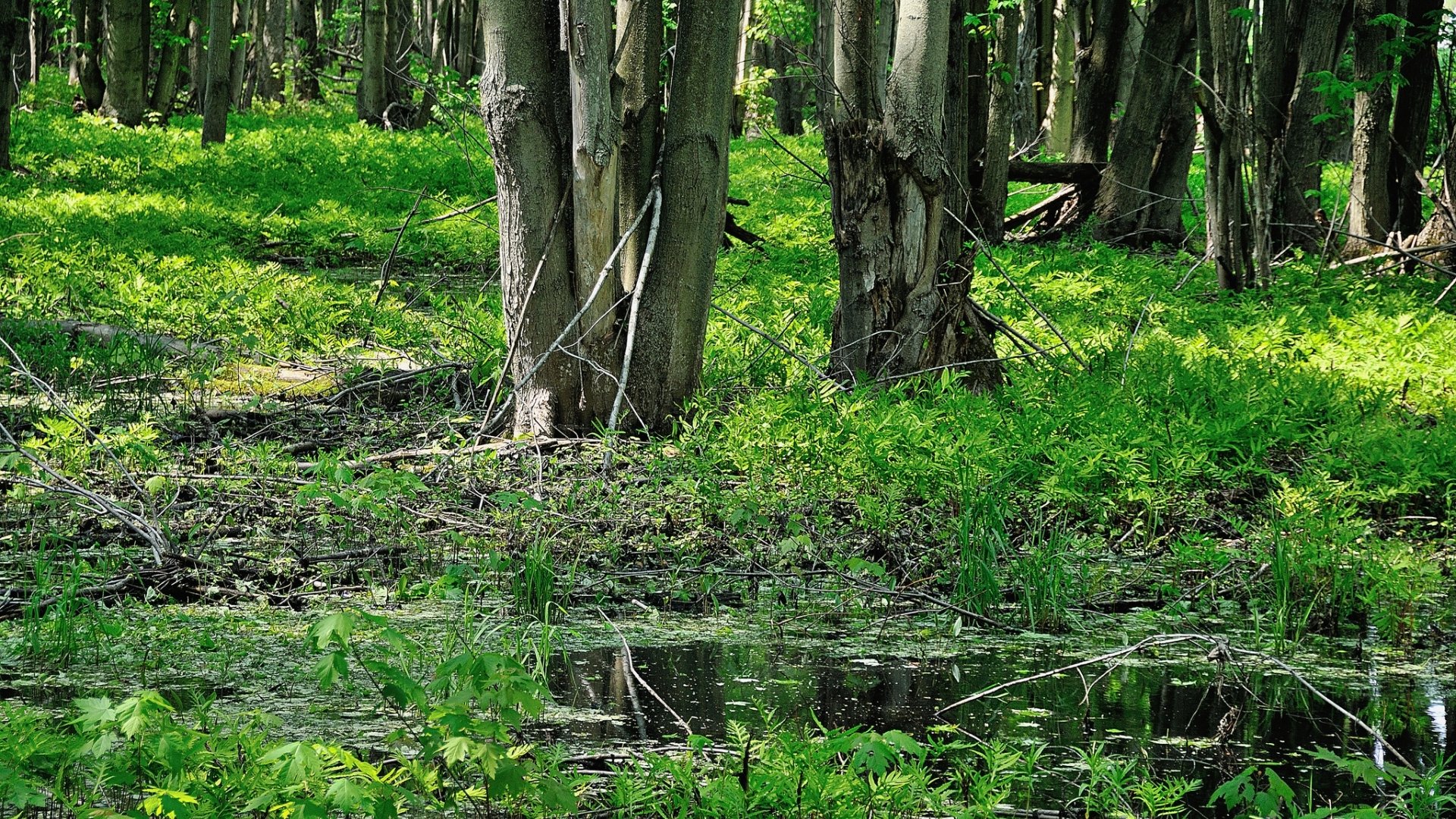Download Nature Swamp HD Wallpaper