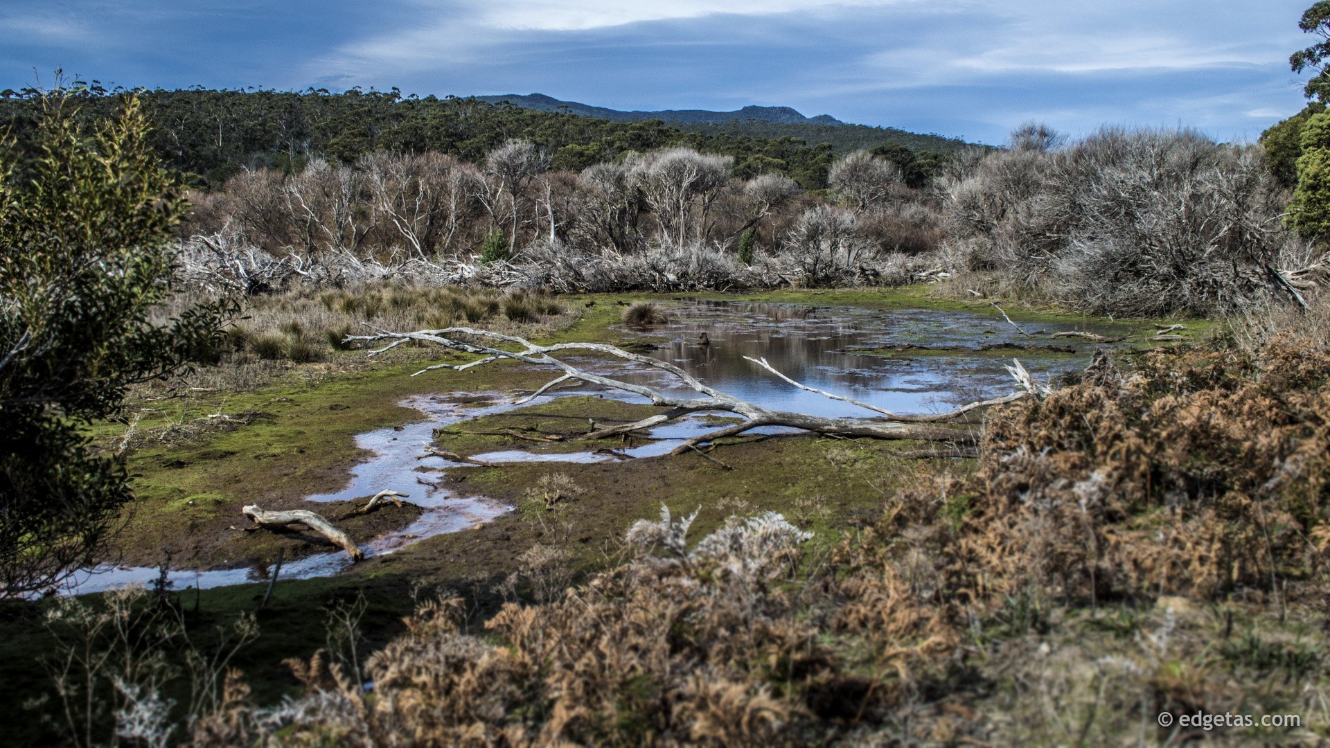 Download Nature Swamp HD Wallpaper