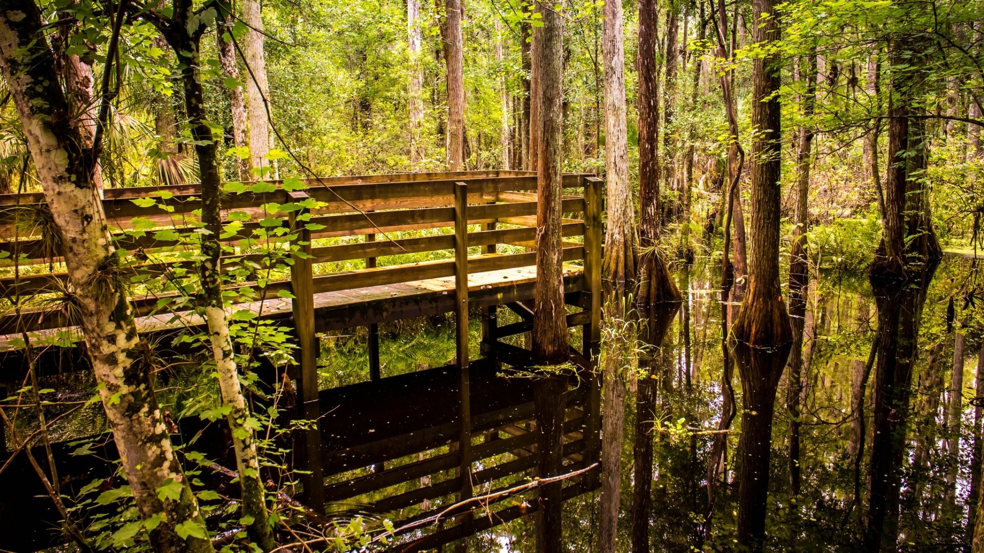Download Nature Swamp HD Wallpaper