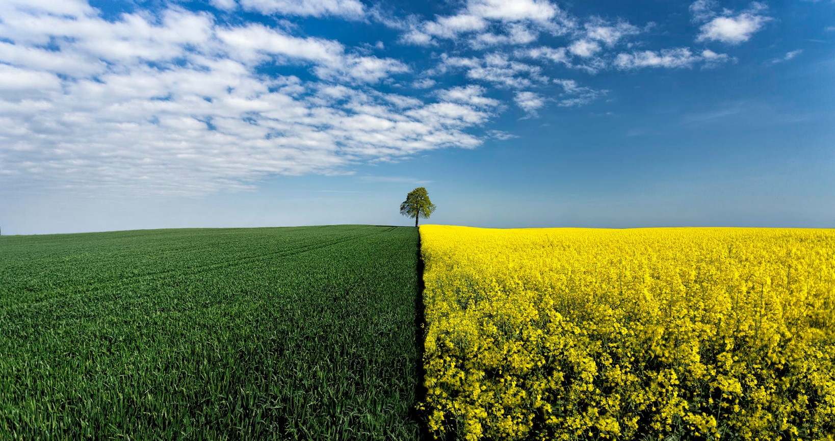 Vibrant Fields: A Stunning Nature Panorama in HD