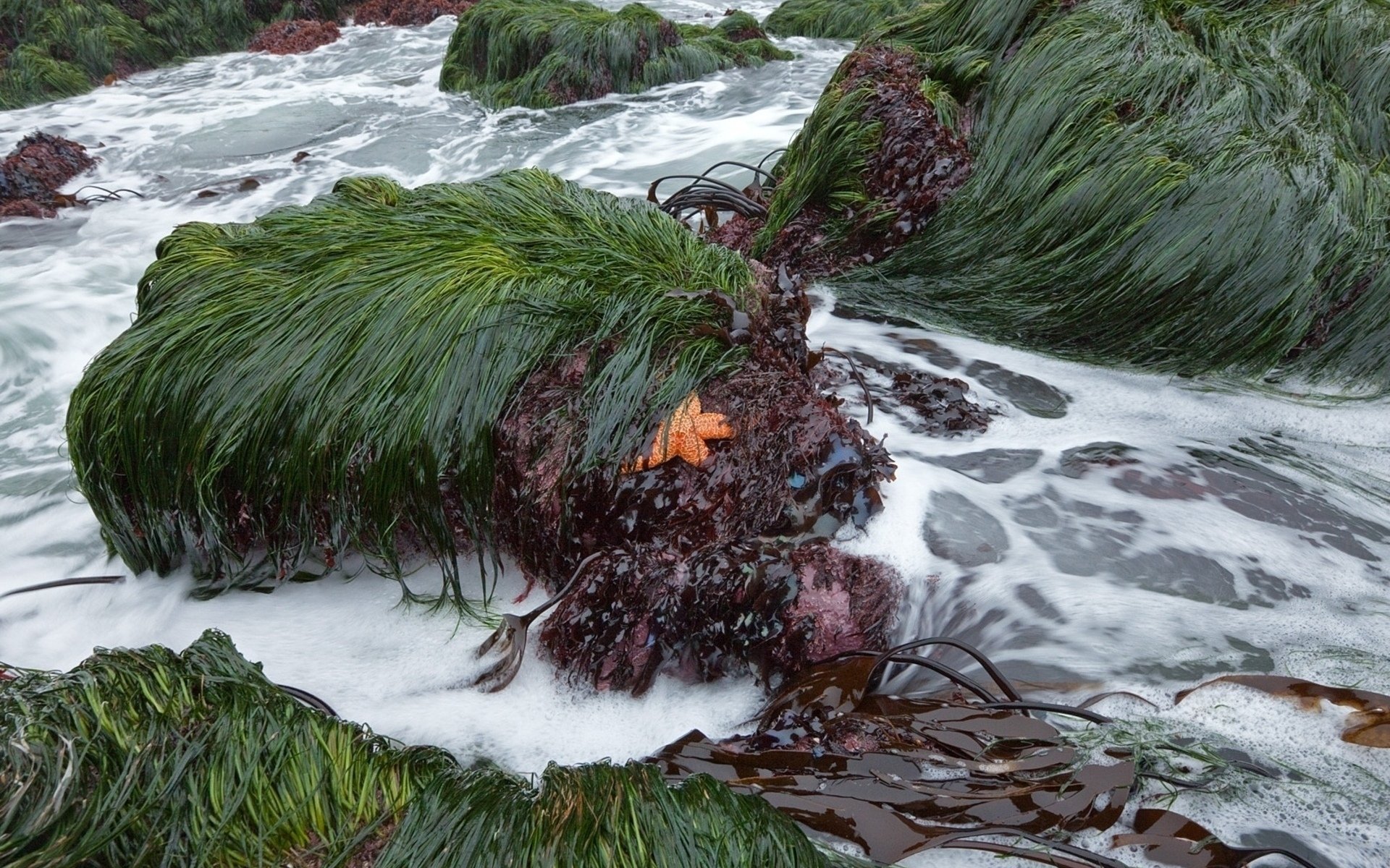 Download Foam Grass Starfish Seaweed Sea Nature Seascape HD Wallpaper