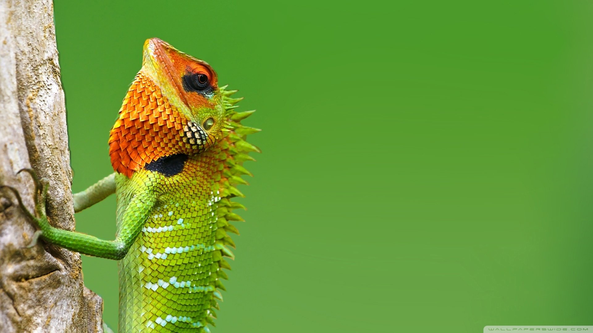 Download Reptile Animal Lizard HD Wallpaper