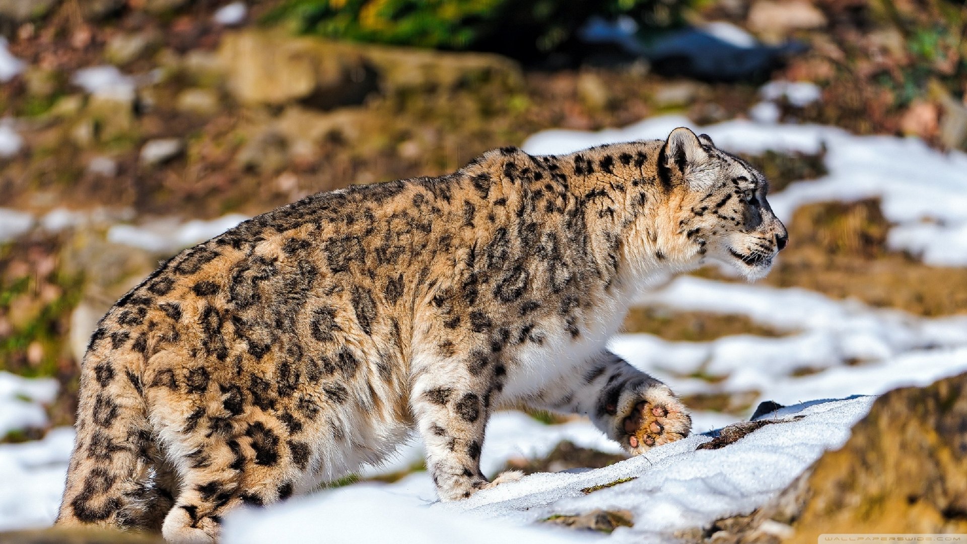 Majestic Snow Leopard: Stunning HD Animal Wallpaper in the Wild