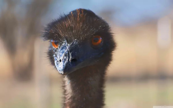 Download Animal Emu HD Wallpaper