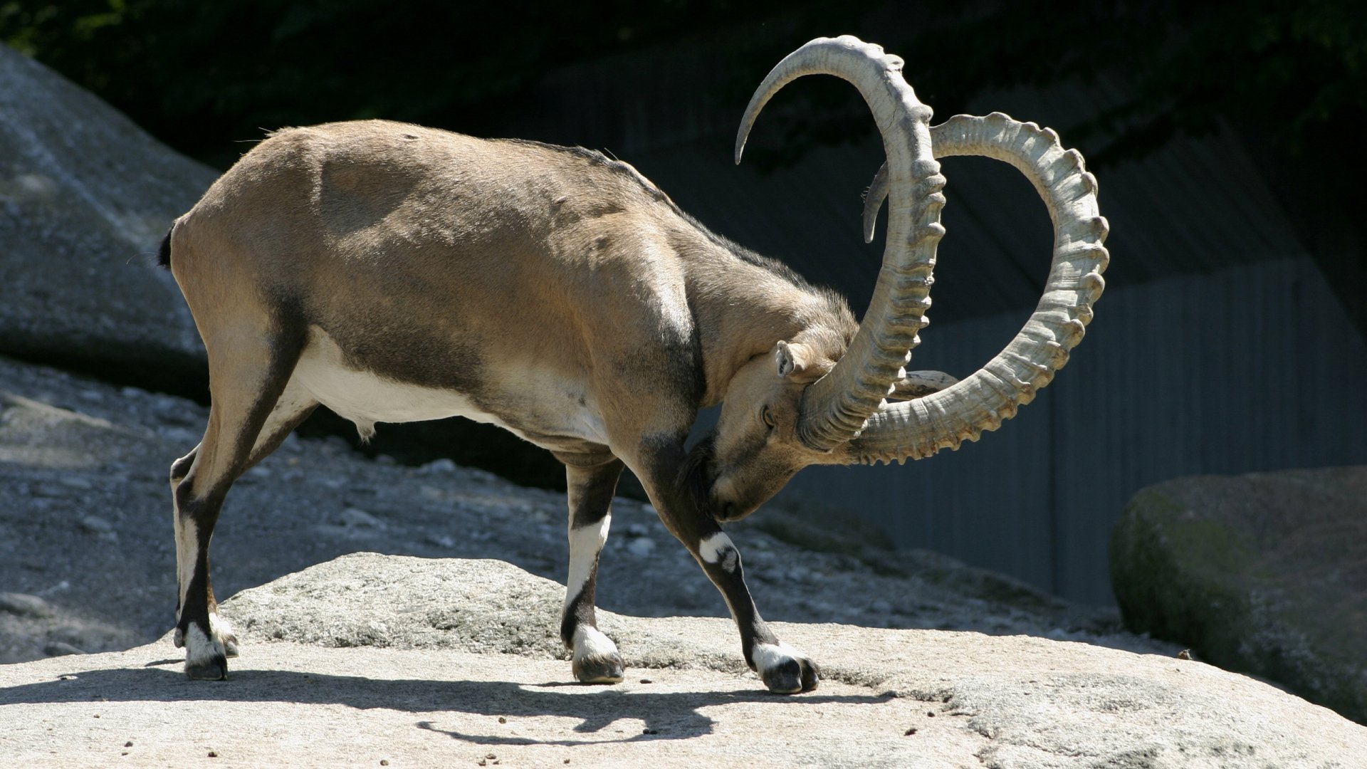 Download Ibex Animal Alpine Ibex HD Wallpaper