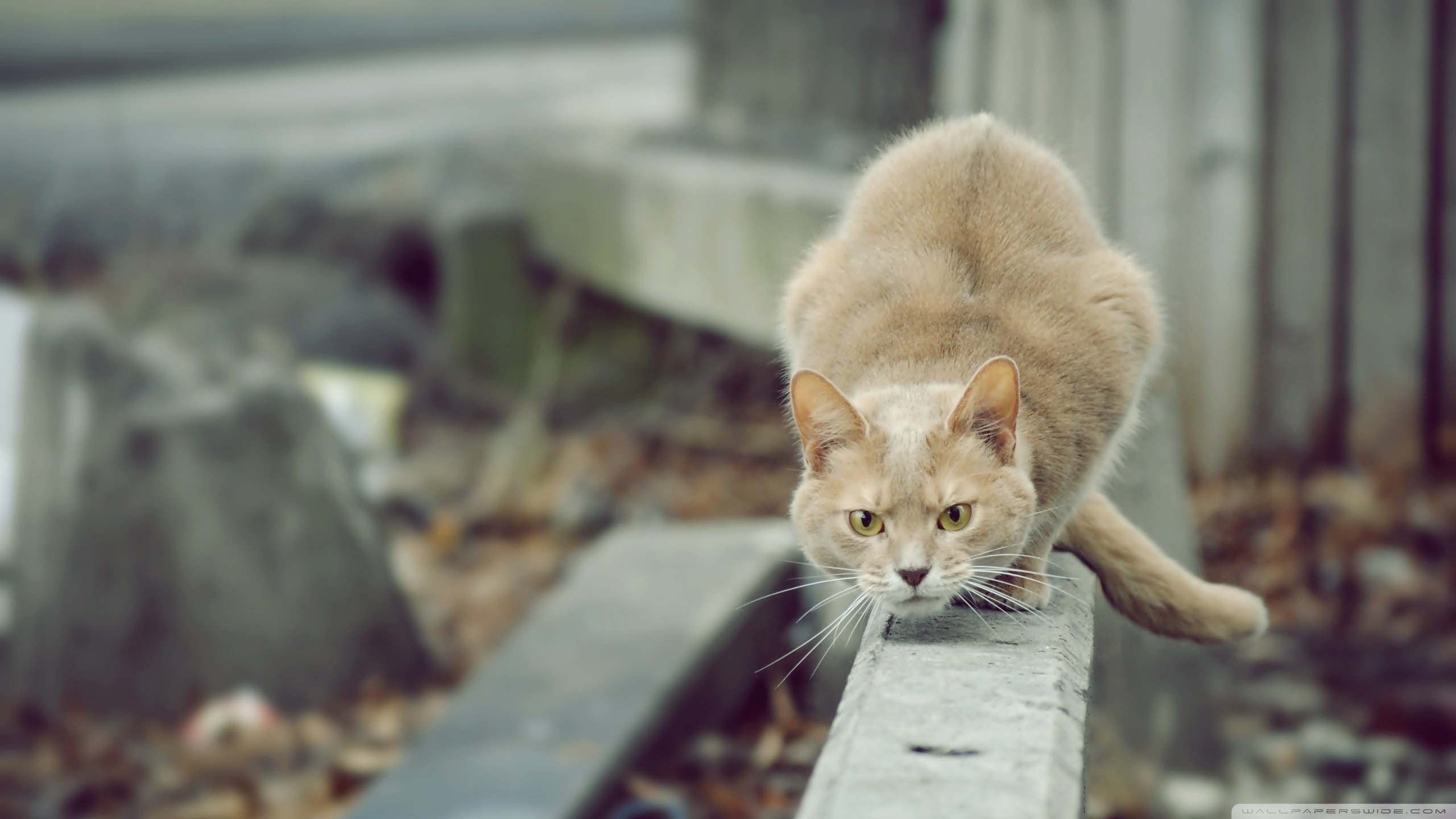 Prowling Cat HD Wallpaper