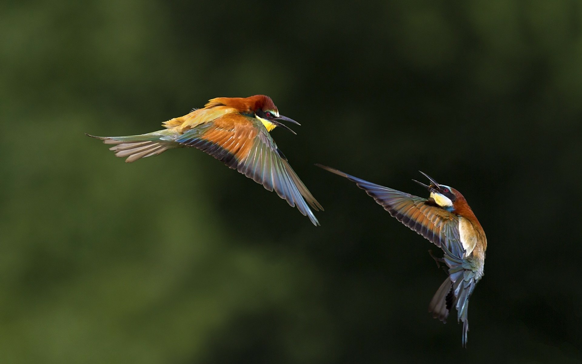 Bee-Eaters in Flight: Stunning HD Wildlife Wallpaper | 1920x1200 ...