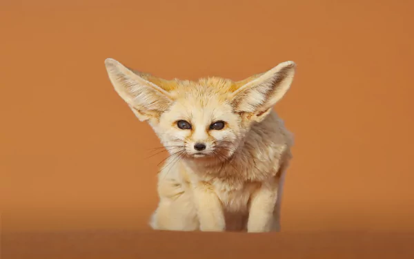 Fennec Fox 4K Ultra HD Wallpaper
