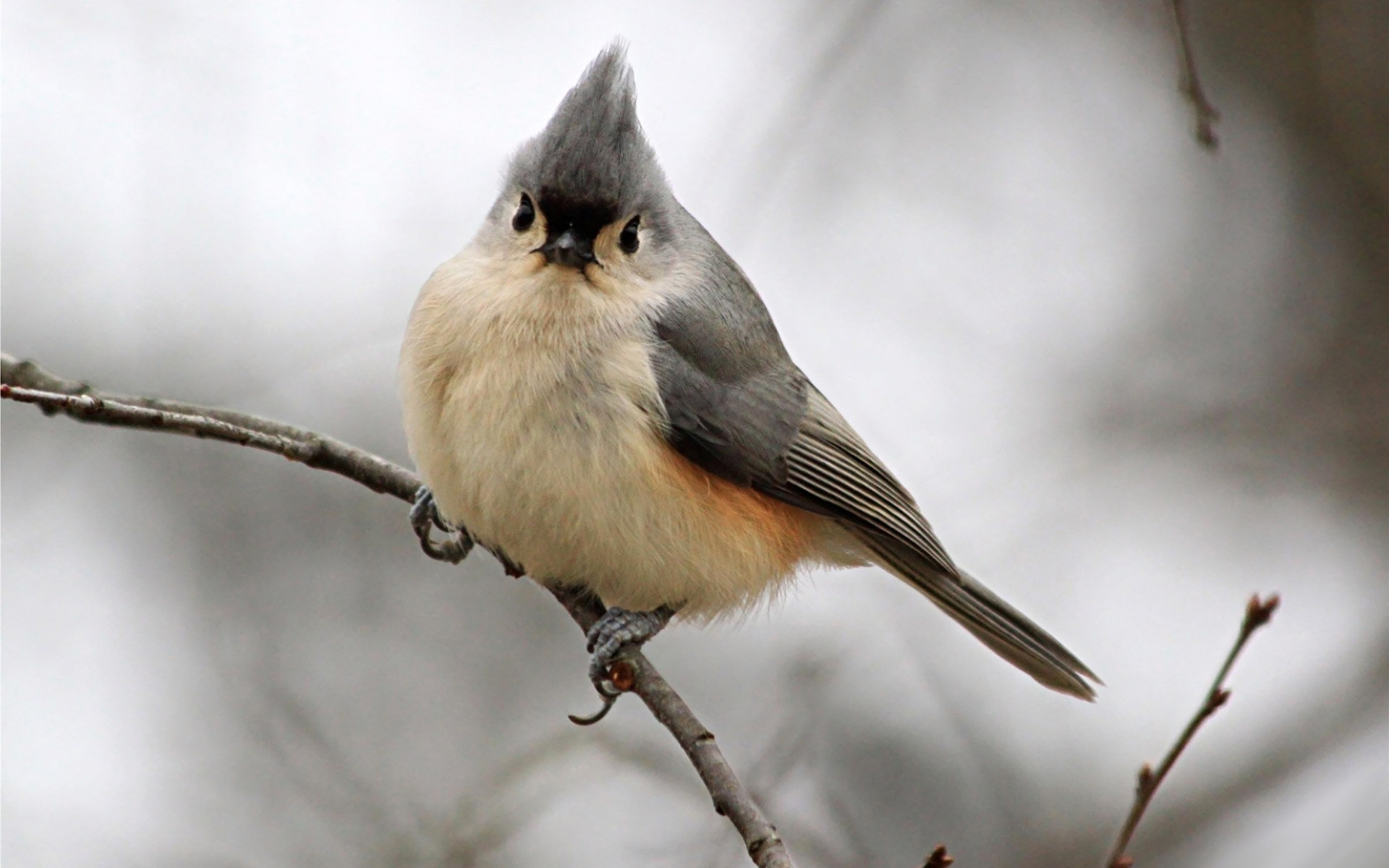 Download Animal Bird HD Wallpaper