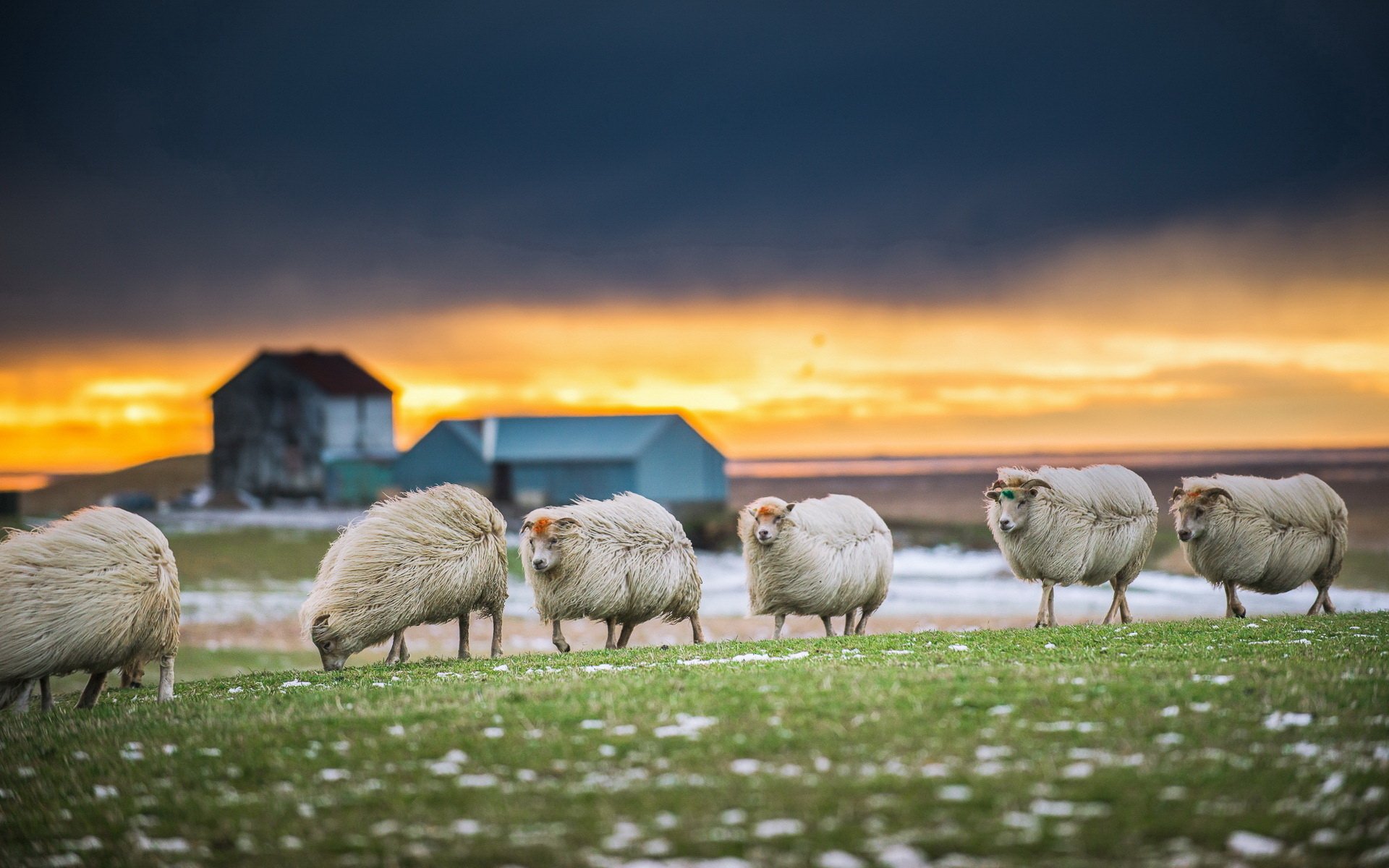 Majestic Sheep at Sunset | HD Nature Wallpaper