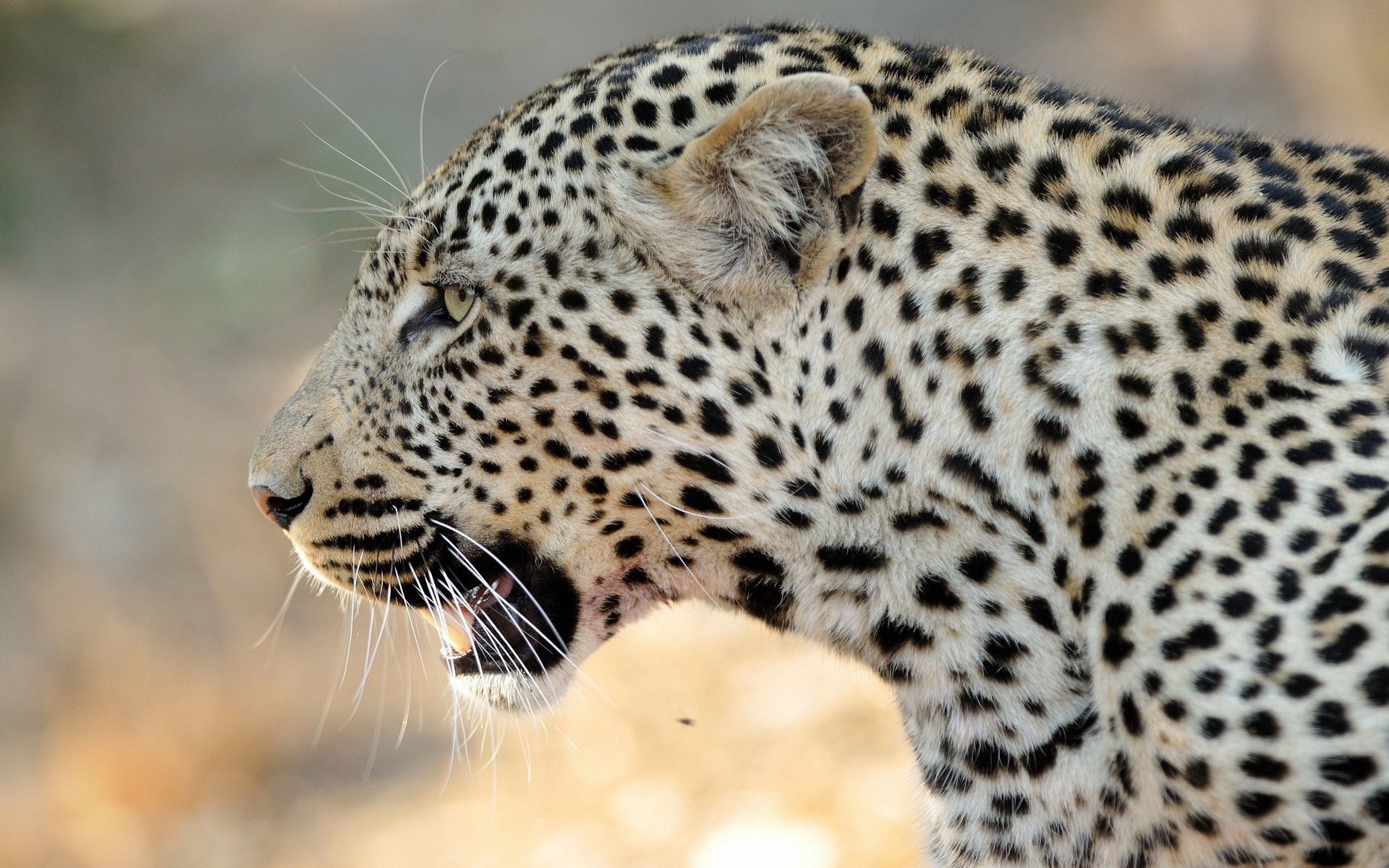 Leopard HD Wallpaper