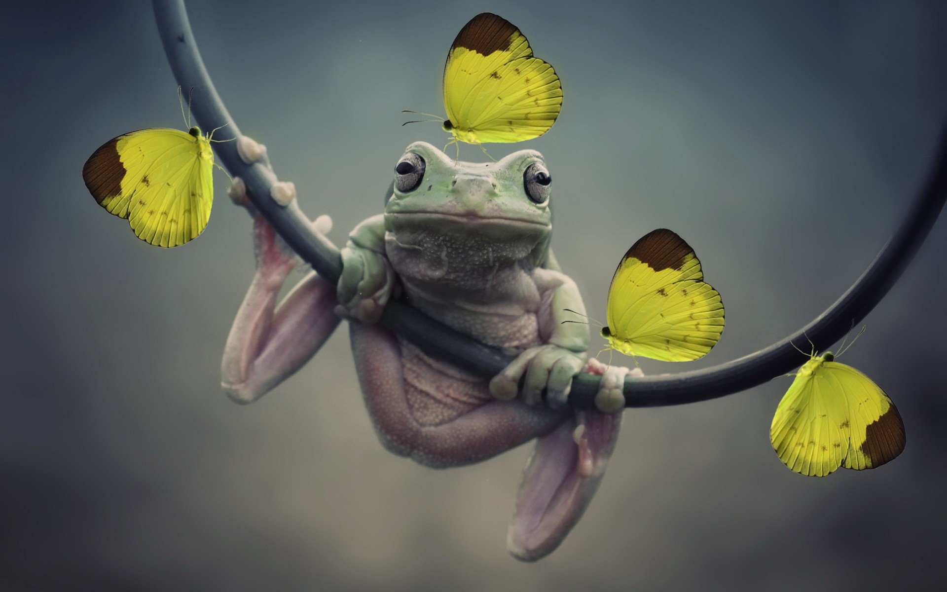 Download Animal Frog HD Wallpaper | 1920x1200 | Wallpaper Abyss