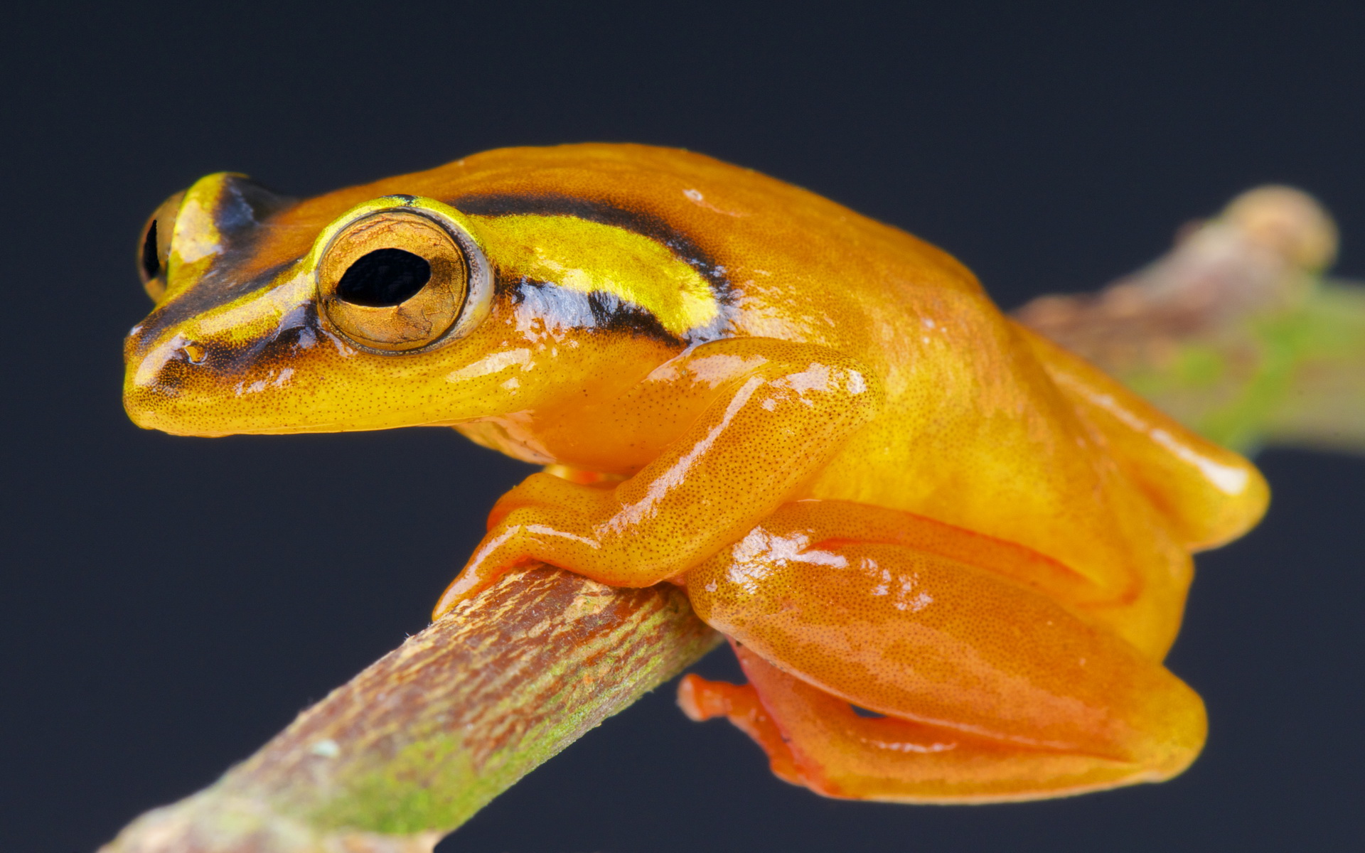 Download Animal Tree Frog HD Wallpaper