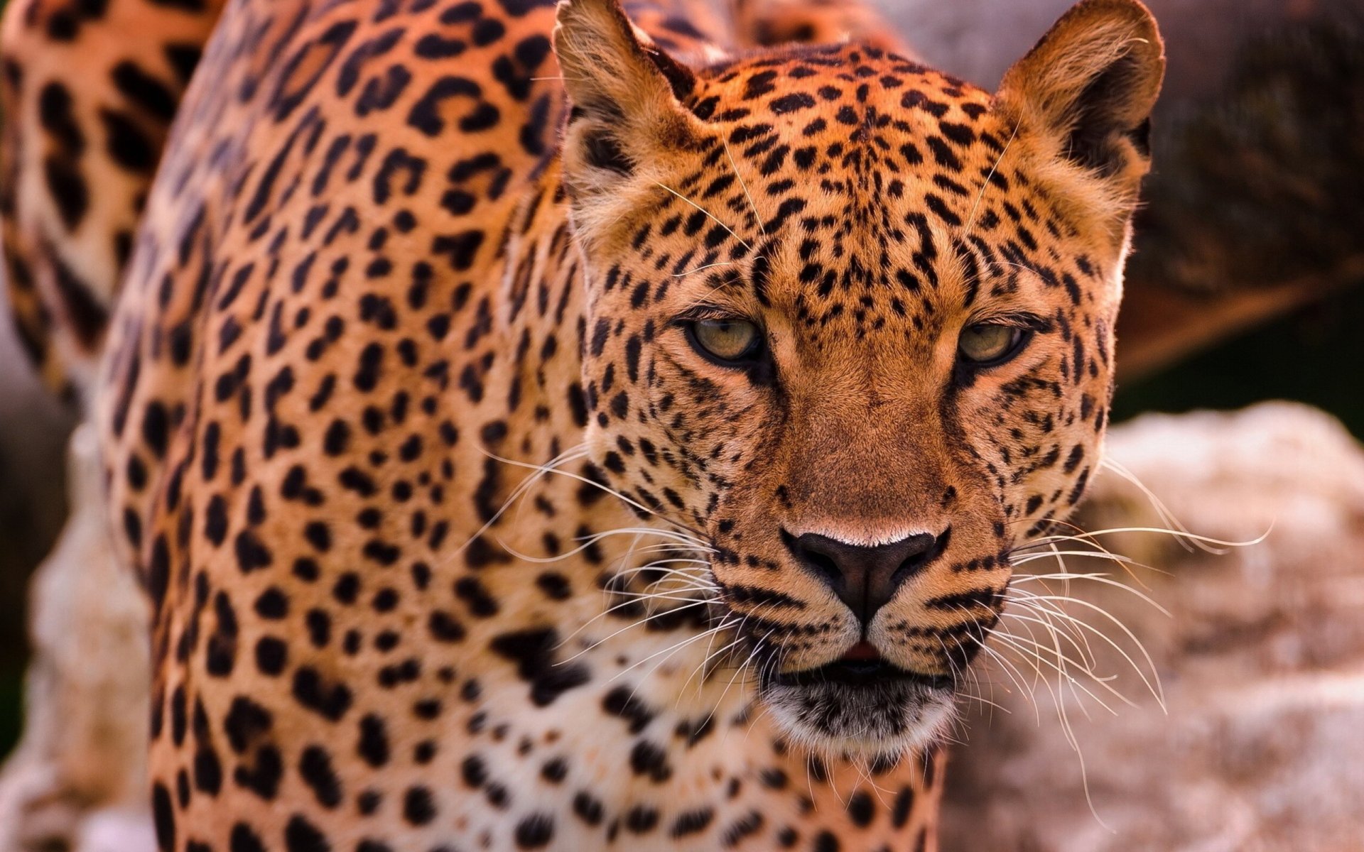 Download Animal Leopard HD Wallpaper