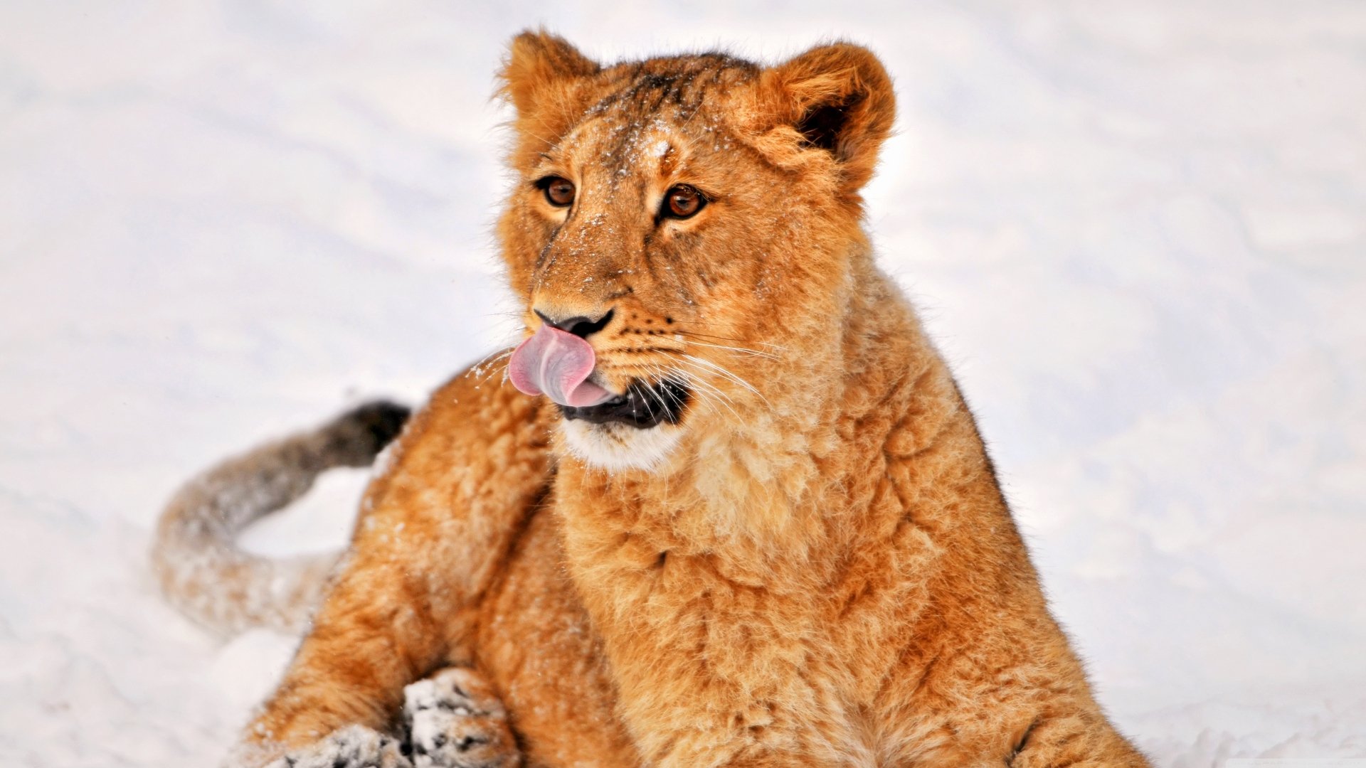 Download Animal Lion 4k Ultra HD Wallpaper