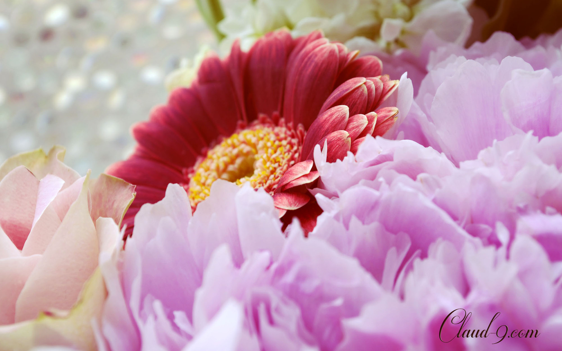 Flower HD Wallpaper