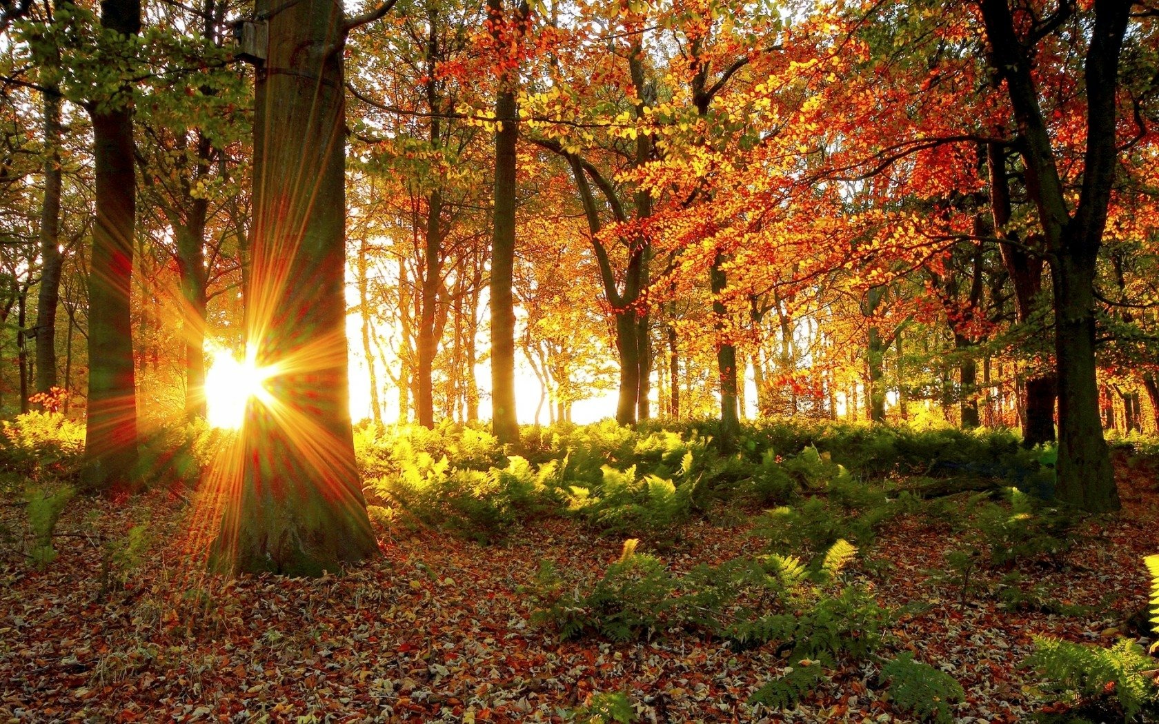 Radiant Sunbeam in Autumn Woods – Stunning HD Nature Wallpaper