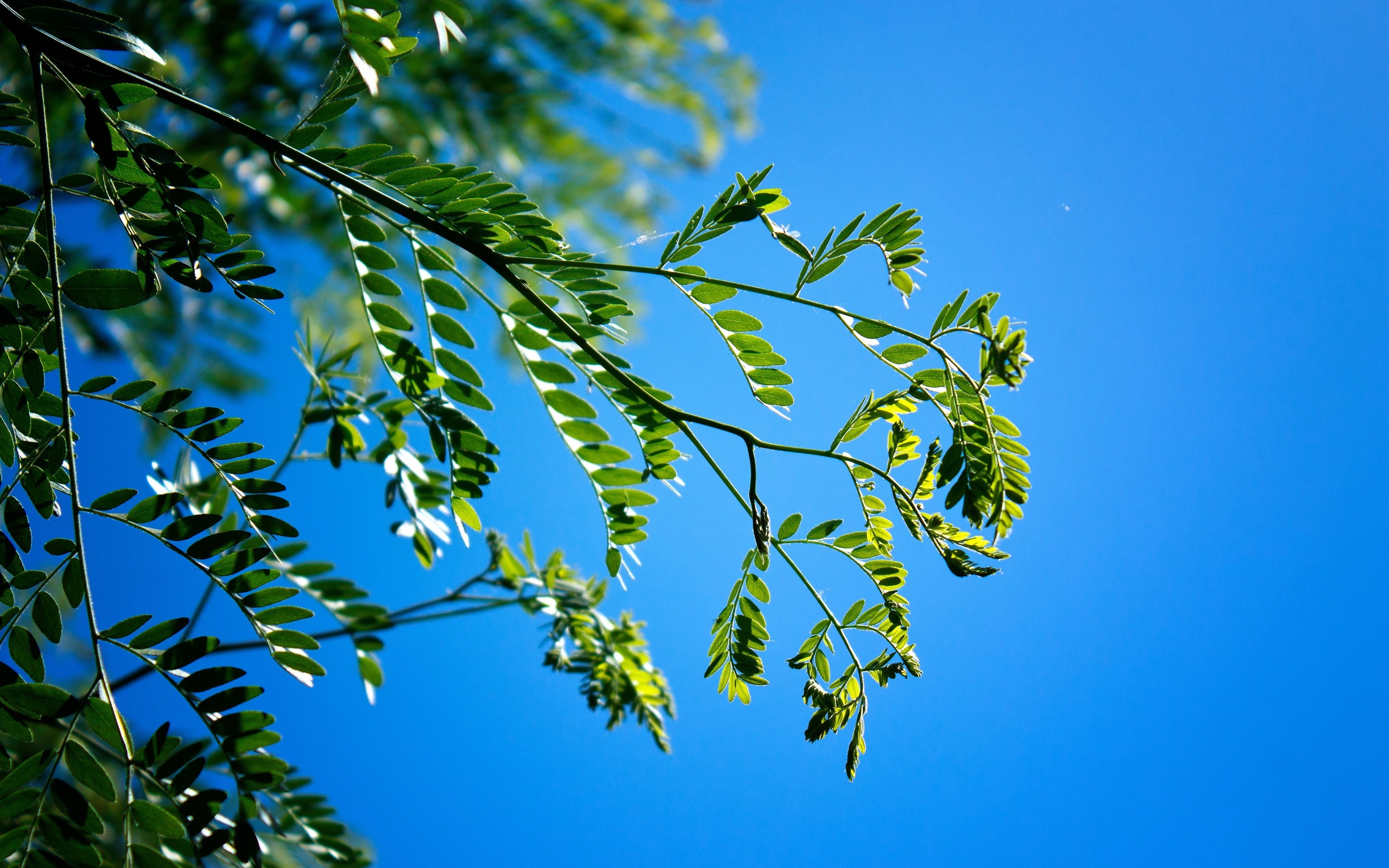 Download Nature Branch HD Wallpaper