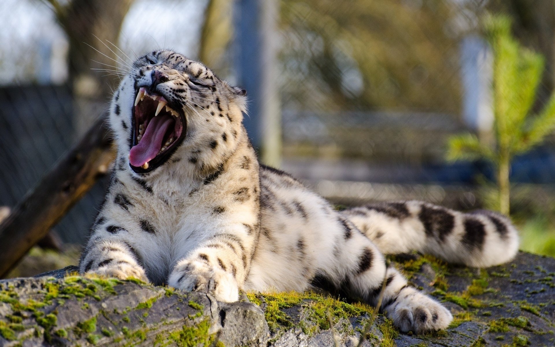 Free Wallpaper Snow Leopard