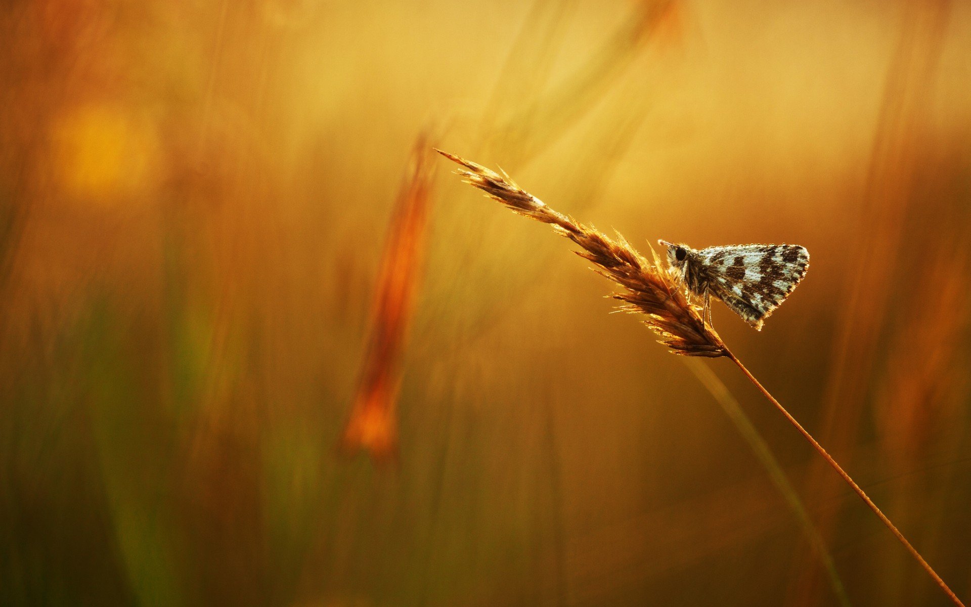 Download Photography Macro HD Wallpaper | 1920x1200 | Wallpaper Abyss