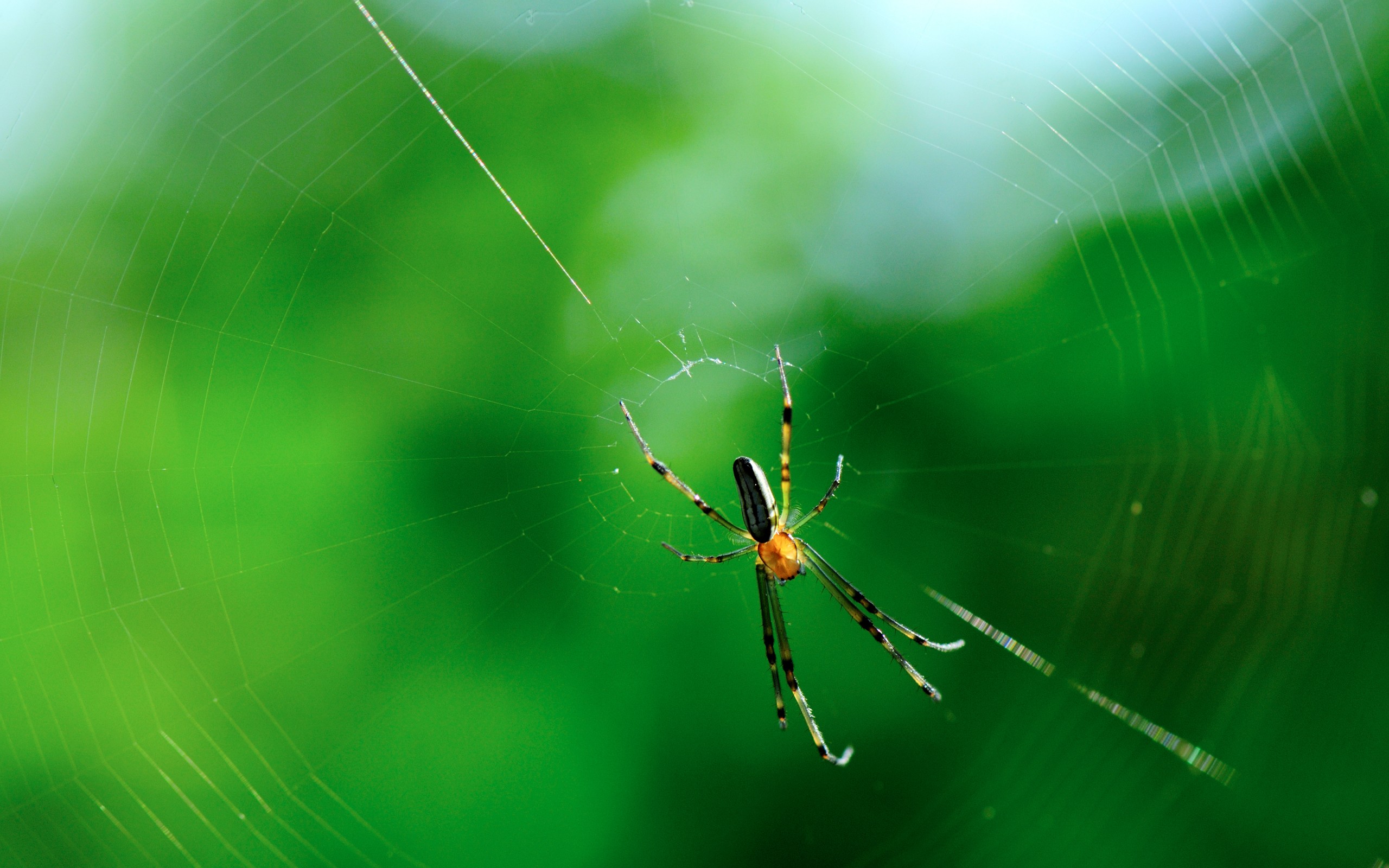Animal Spider HD Wallpaper