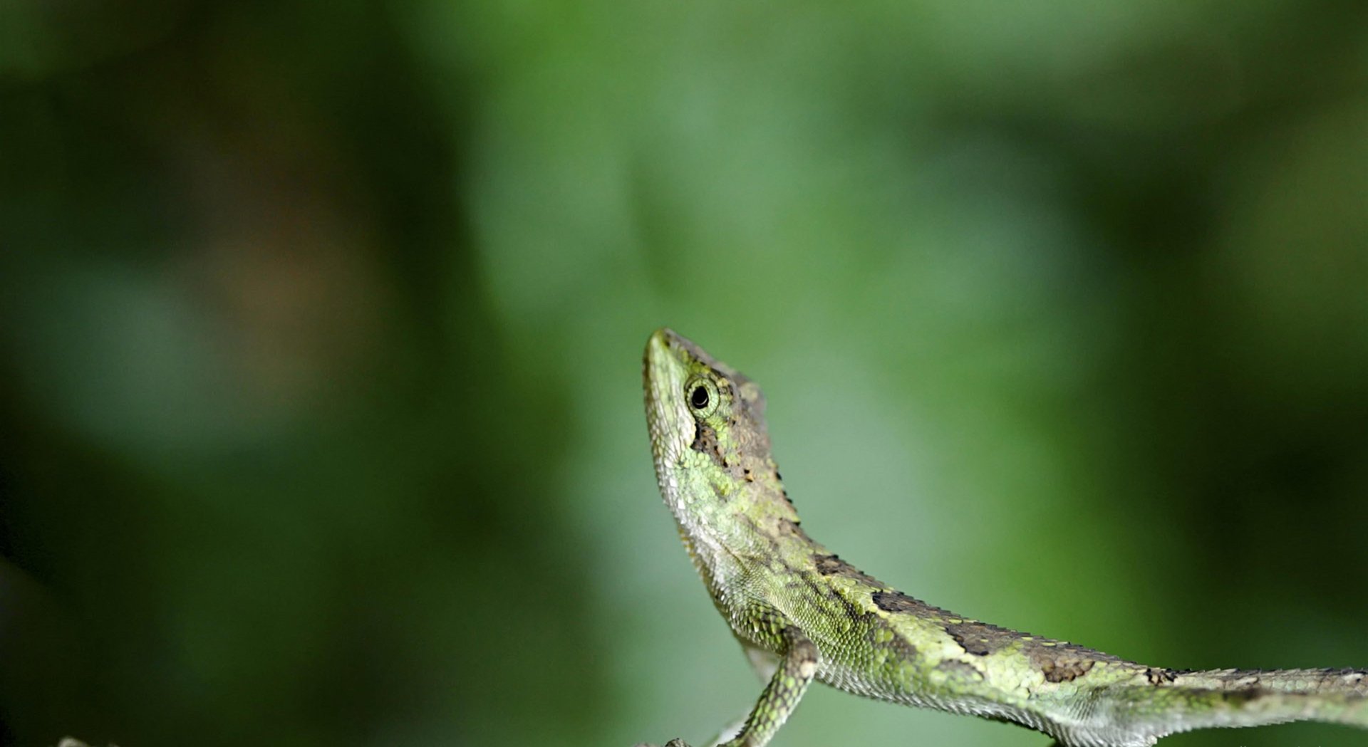 Animal Lizard 4k Ultra HD Wallpaper