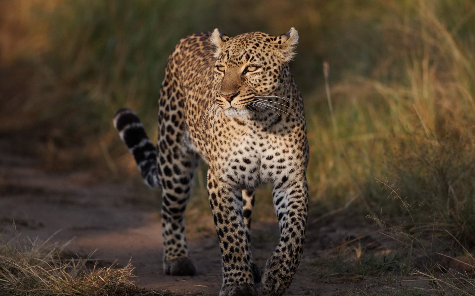 Majestic Leopard in the Wild - Stunning HD Animal Wallpaper