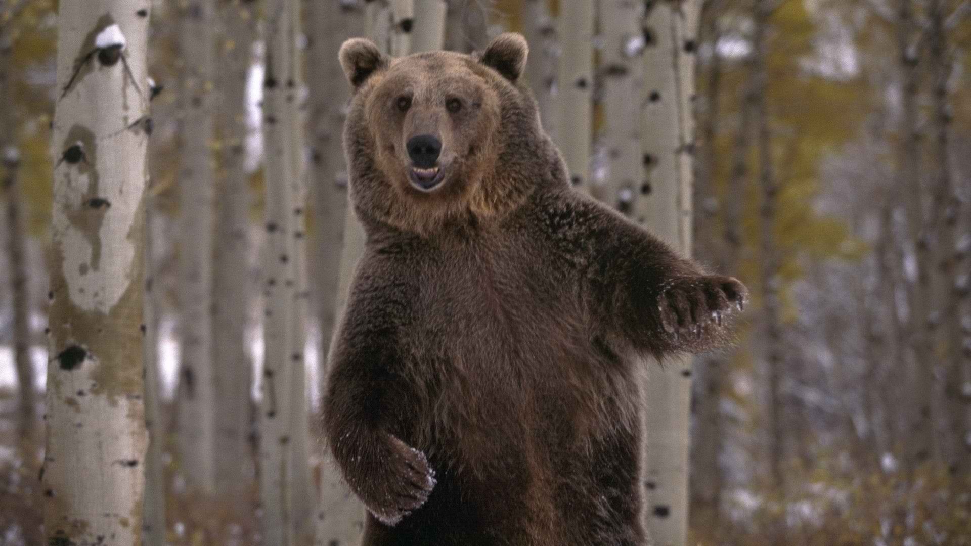 Amazing Bear Wallpaper With