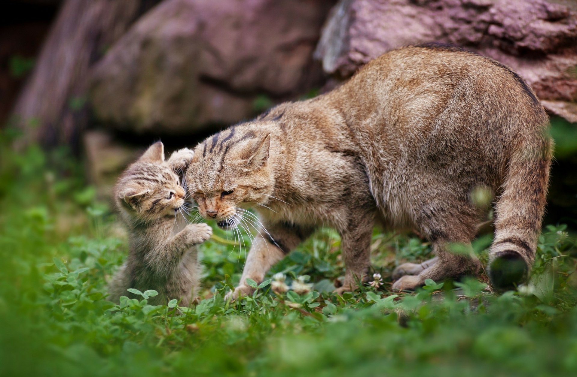 Heartwarming Cat Moments - HD Wallpaper