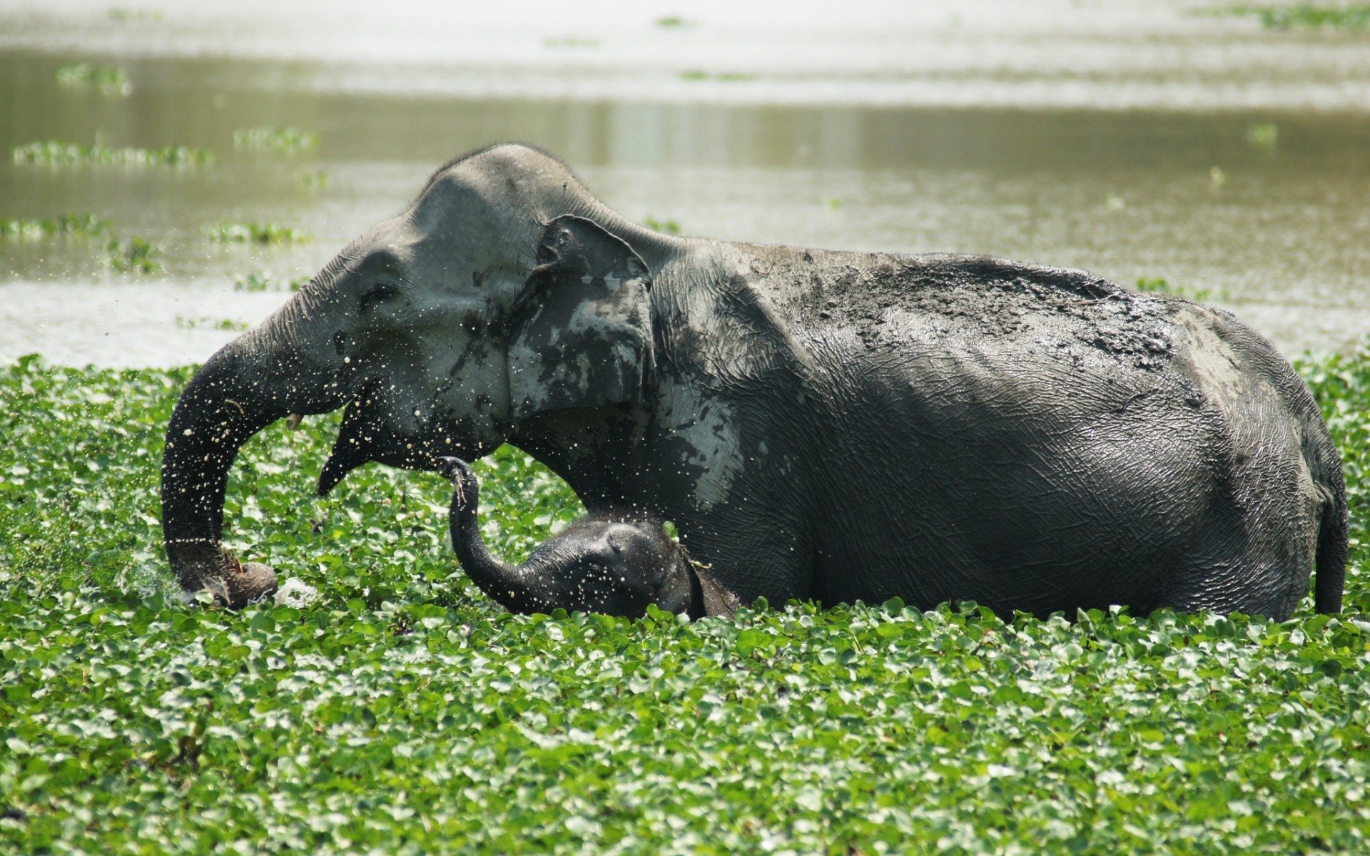 Download Animal Asian Elephant HD Wallpaper