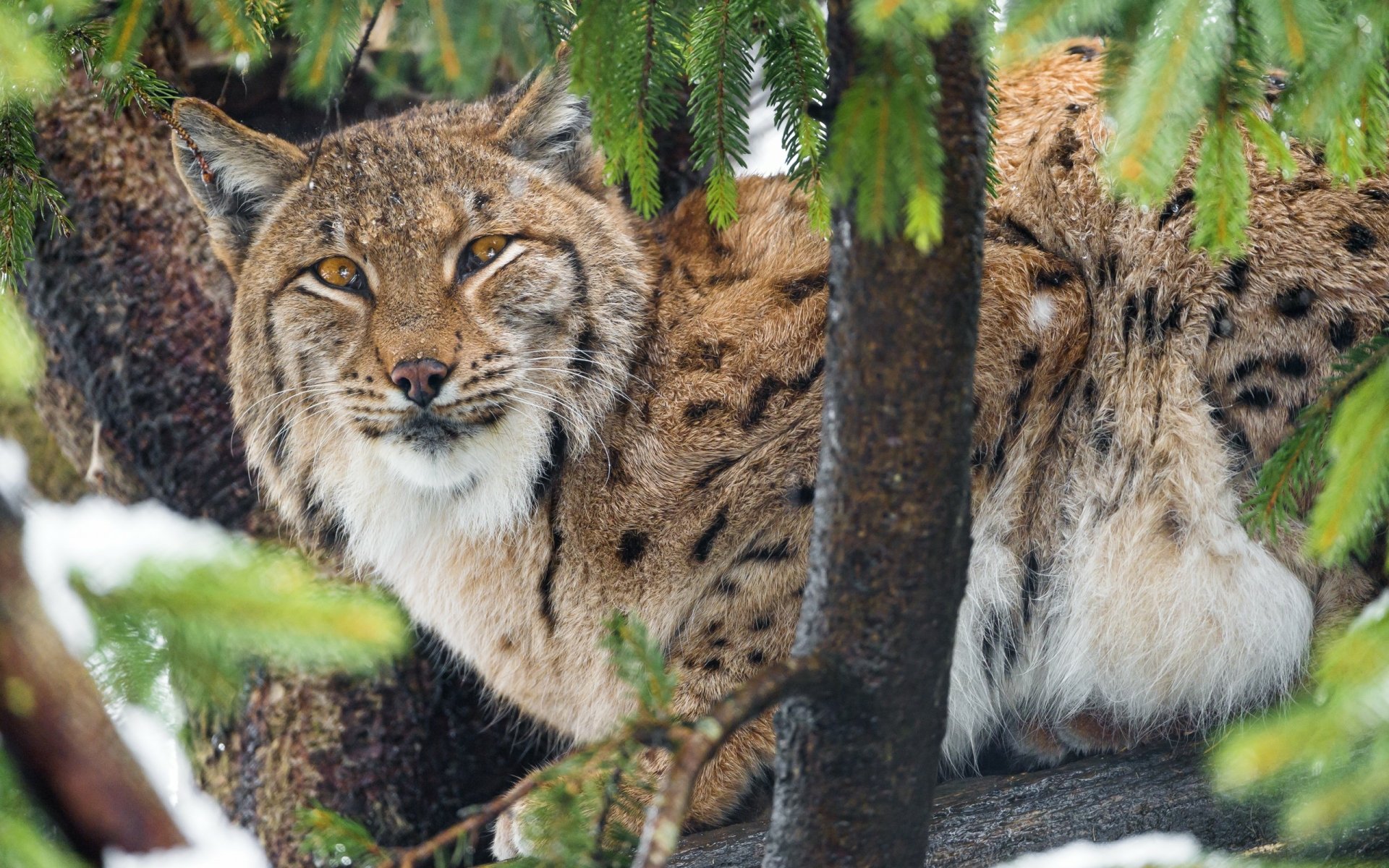 Download Animal Lynx HD Wallpaper | 2560x1600 | Wallpaper Abyss