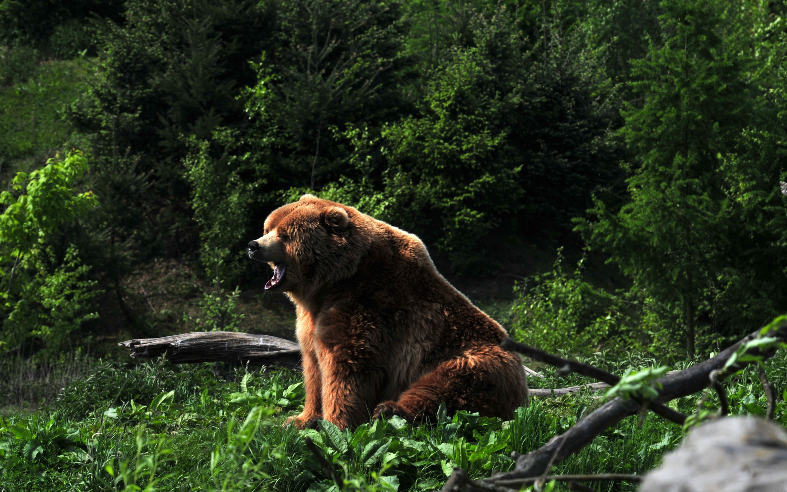Amazing Bear Wallpaper With