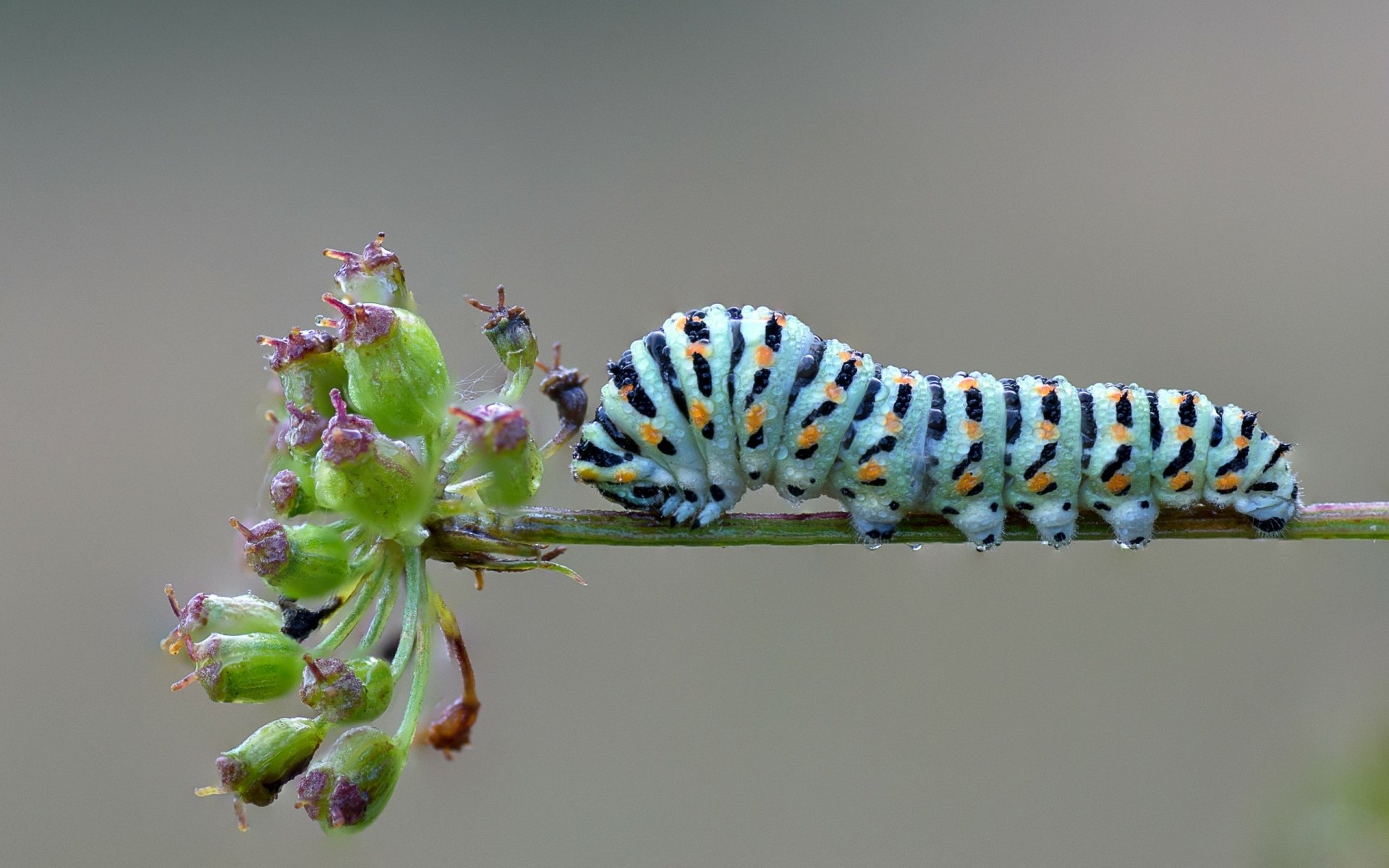 Vibrant Caterpillar HD Wallpaper: Nature’s Tiny Marvel in Focus