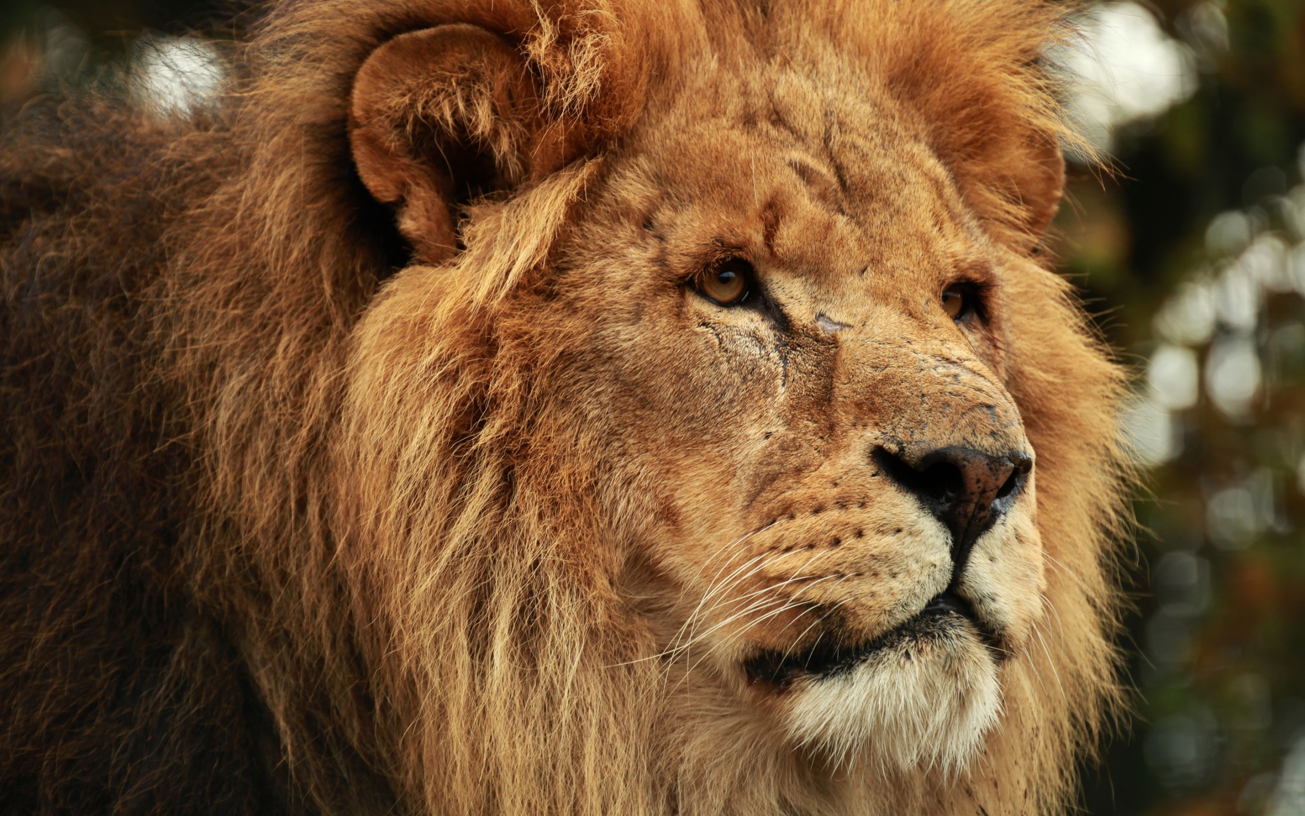 Animal Lion HD Wallpaper