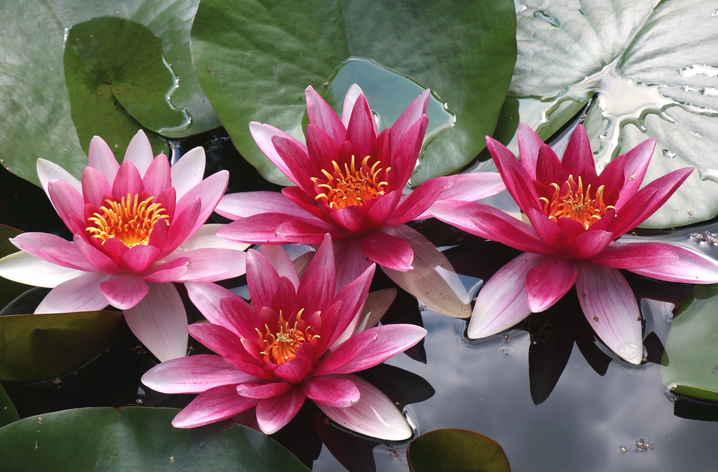 Download Nature Water Lily HD Wallpaper